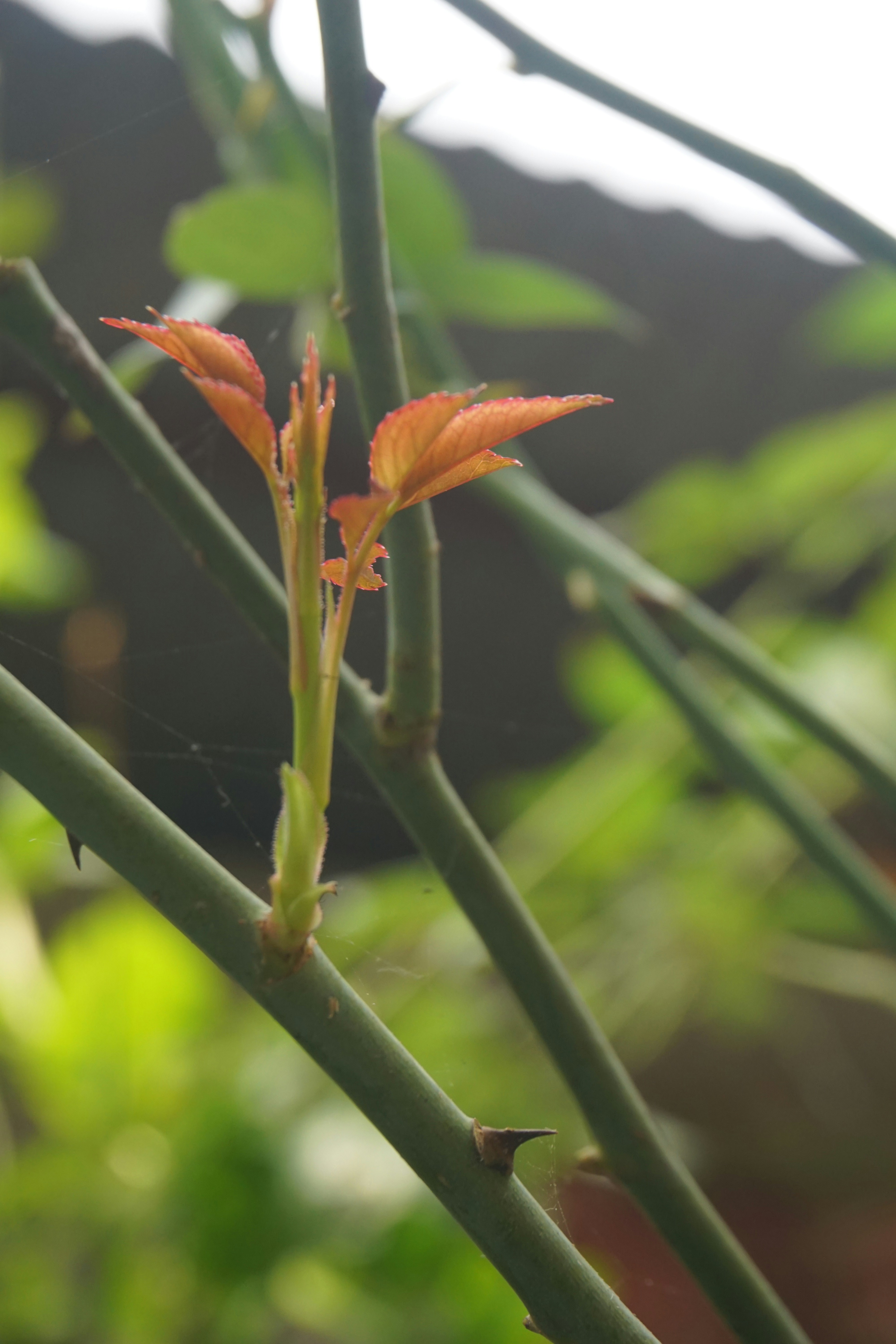 Emergence on Thorny Stems: Delicate Red-New Leaves in Soft Focus