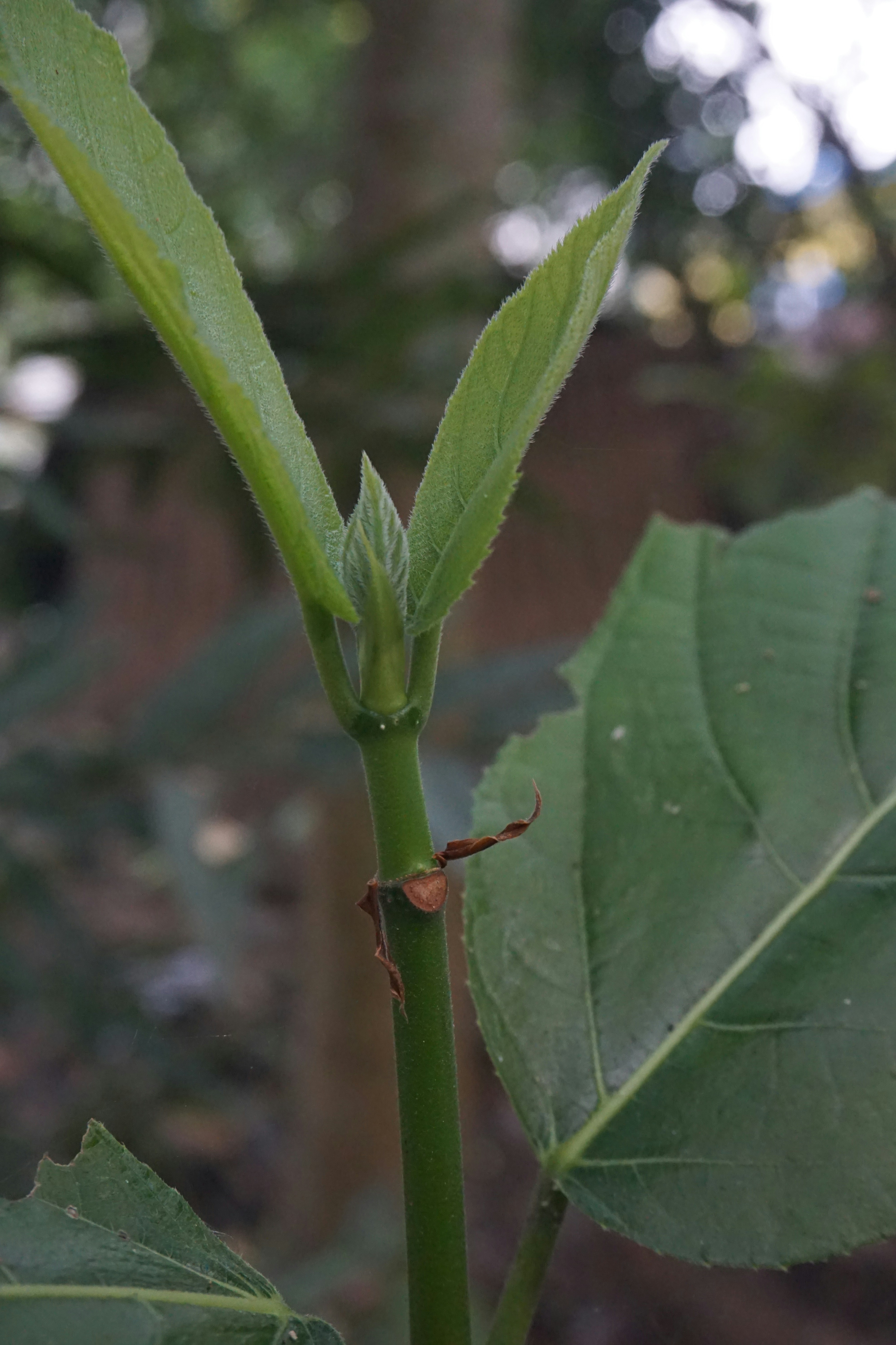 New Growth at the Node: A Macro Portrait of Tender Green Shoots