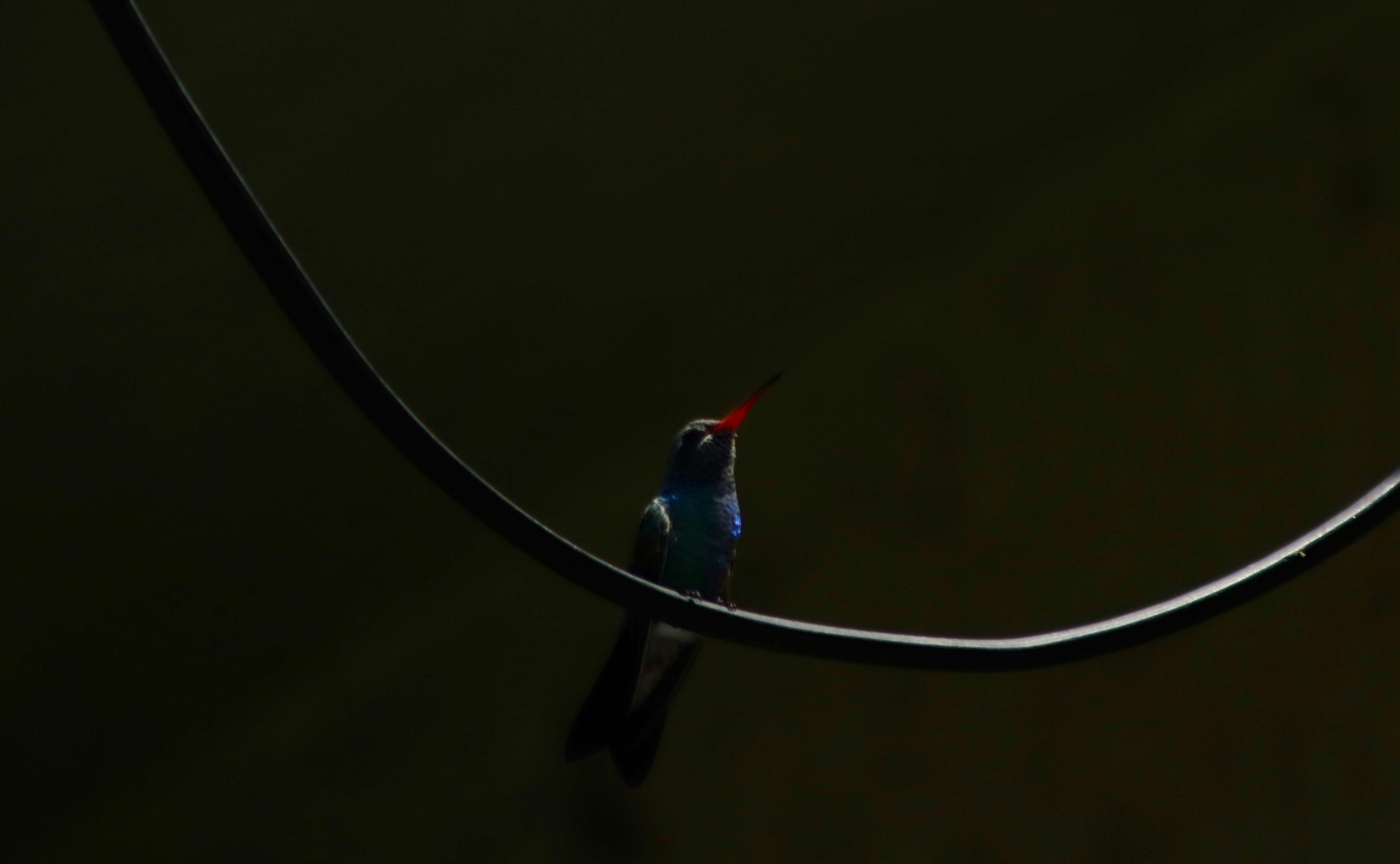 Blue Kingfisher on a Moonlit Curved Wire