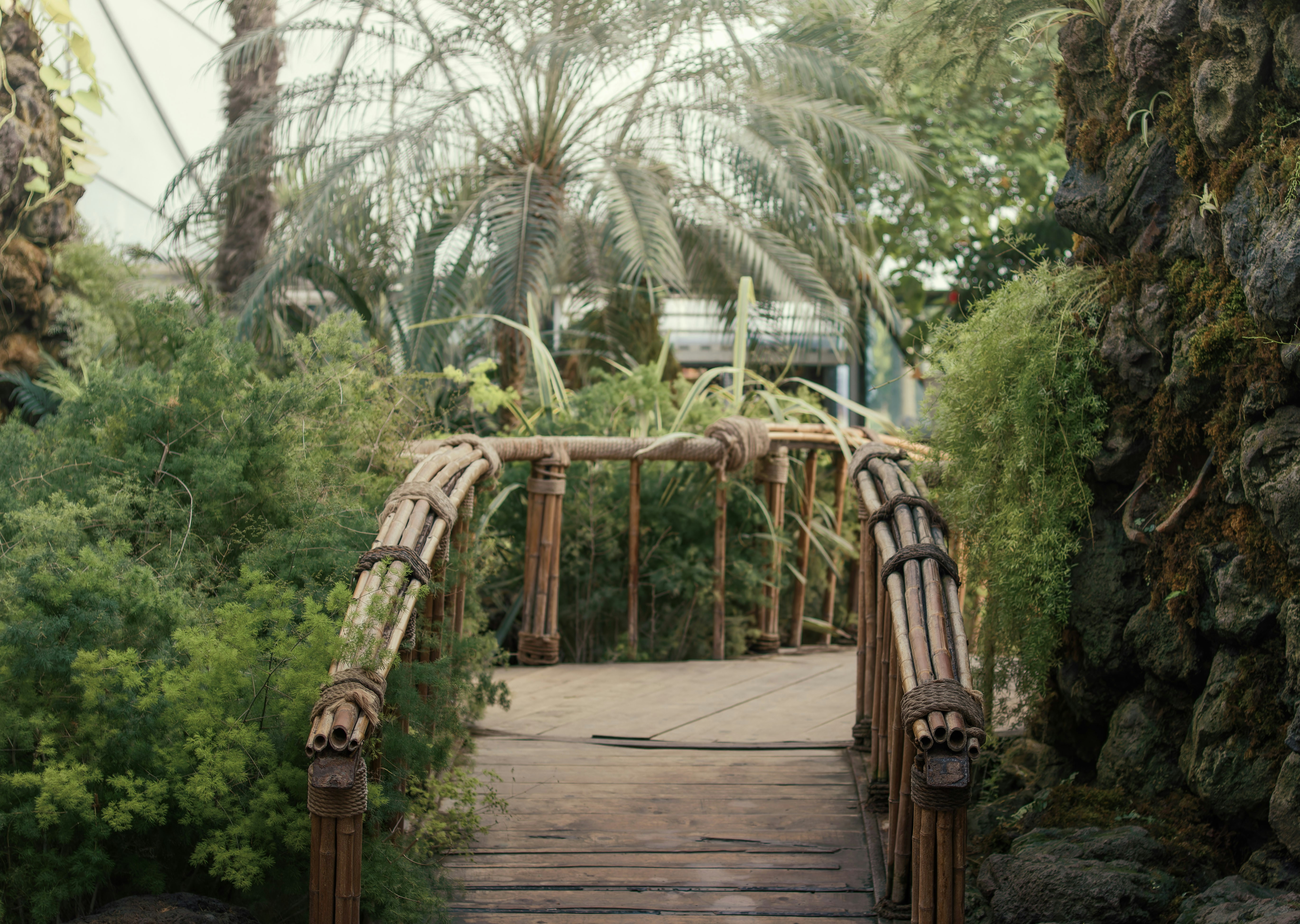 Bamboo Arch Bridge Framing a Quiet Tropical Garden Path