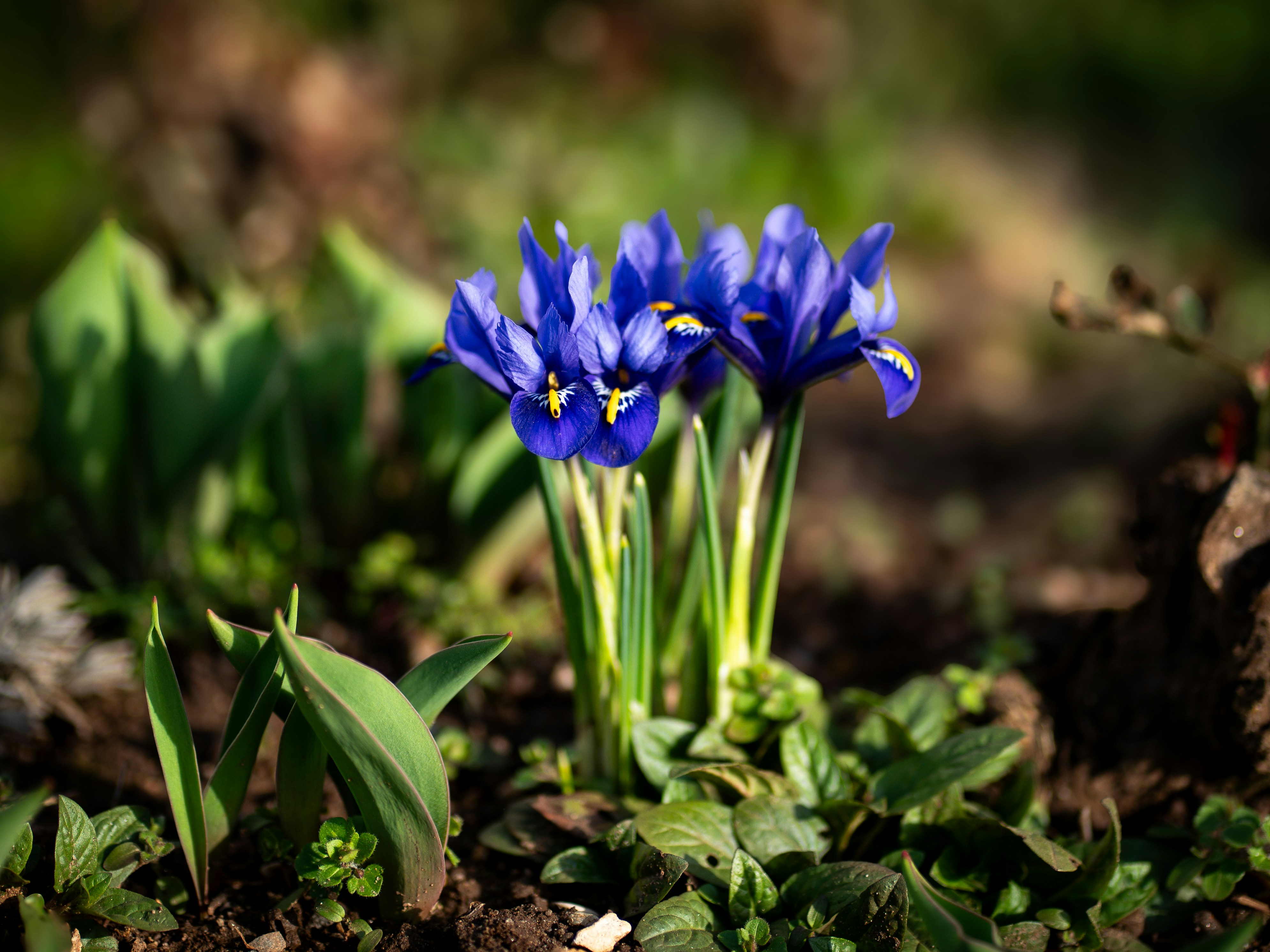 A group of blue flowers sitting on top of a patch of dirt photo – Free ...