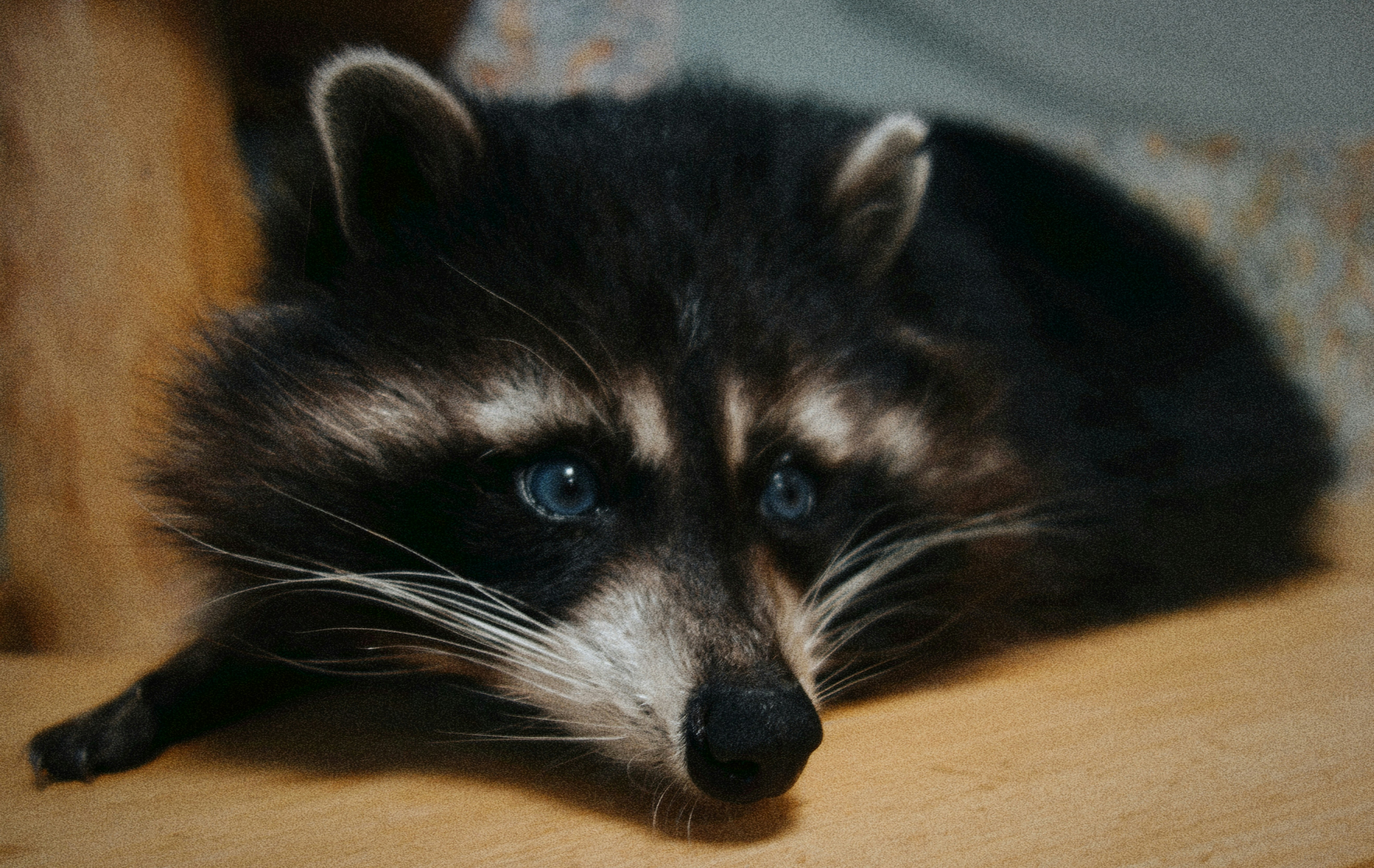 Whiskered Whisper: A Raccoon Repose on a Wooden Floor