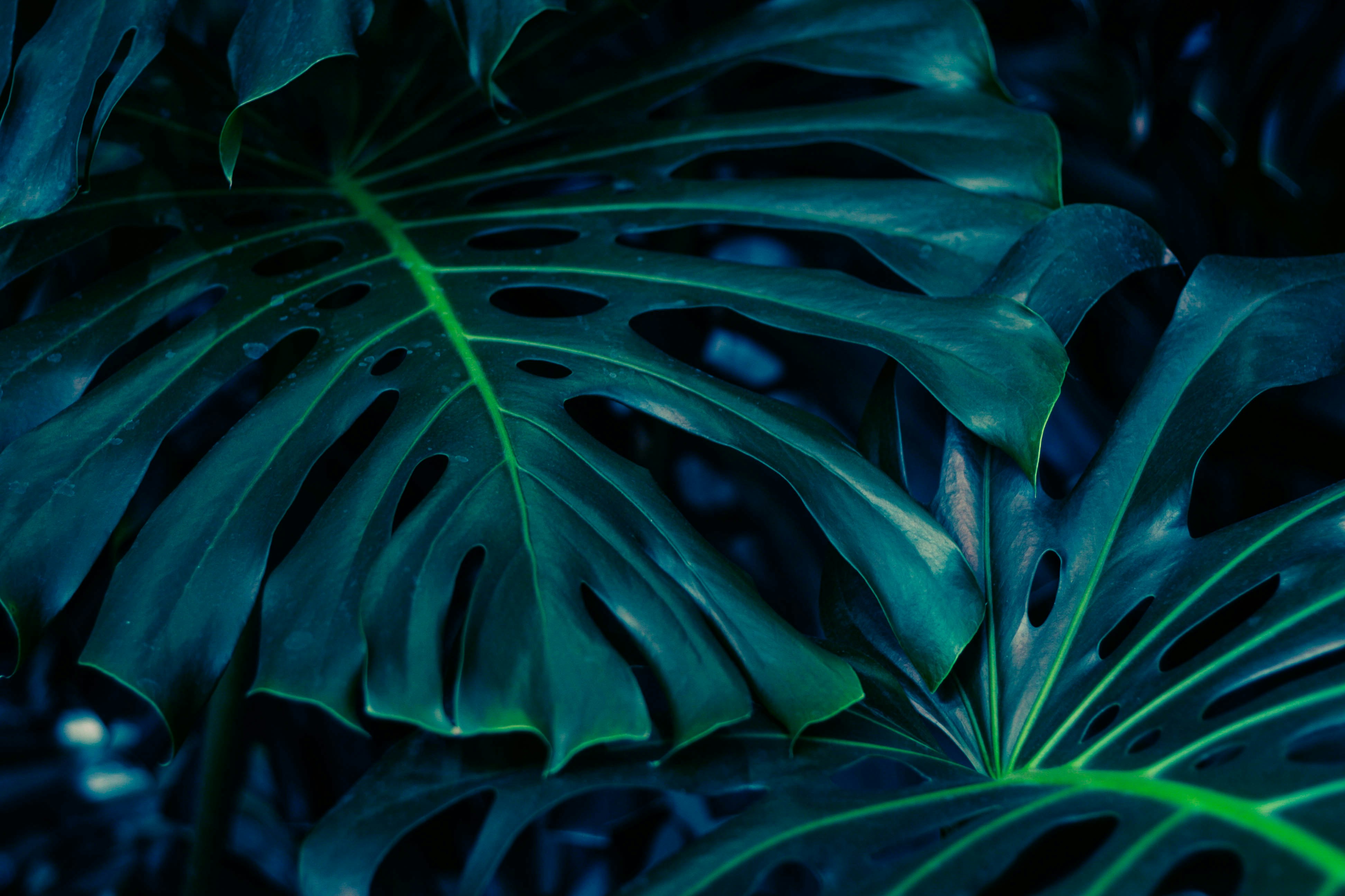 Close-up of lush Monstera leaves with intricate cutouts, showcasing their rich green hues and textures.