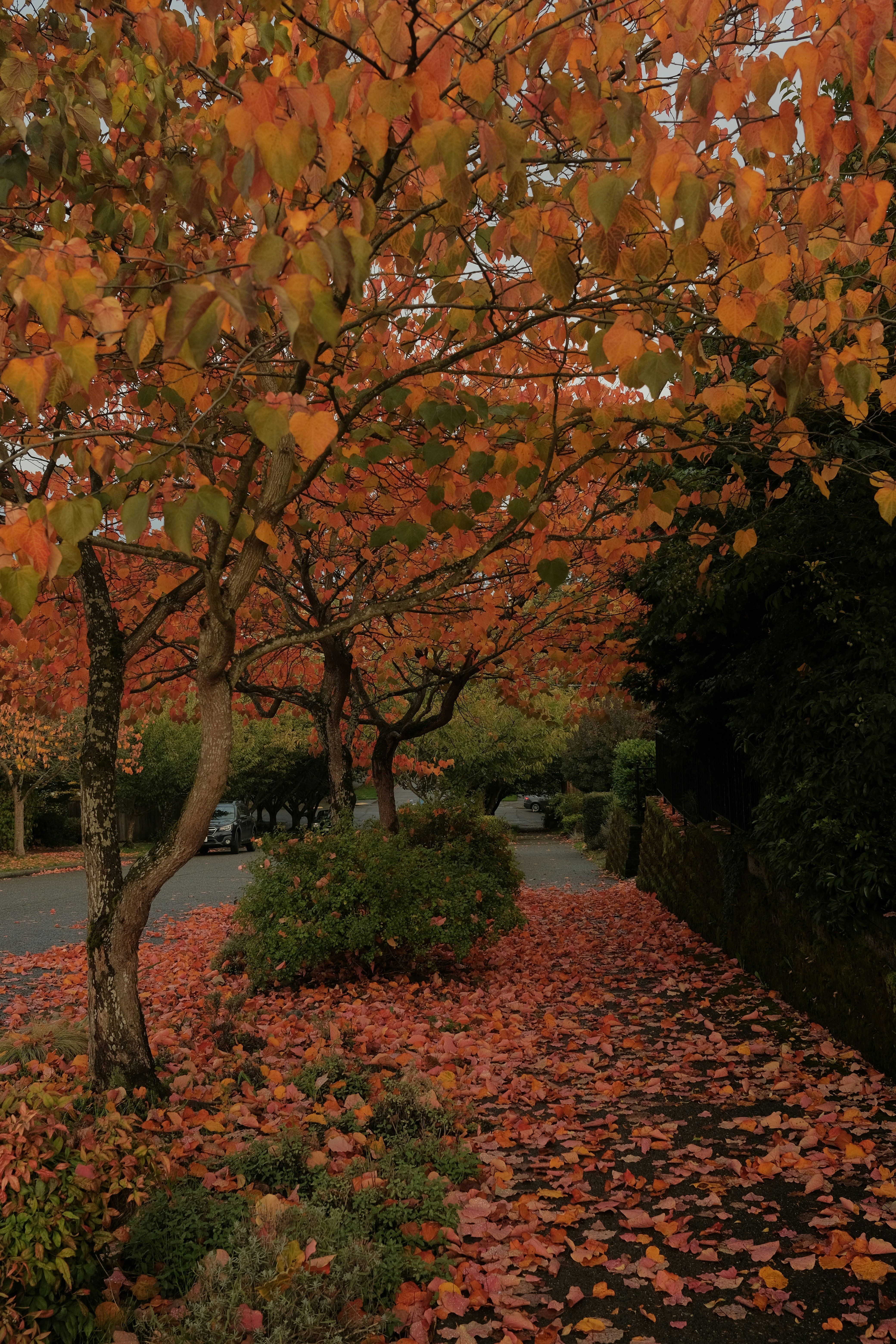 Leaf Carpeted Lane Under a Copper-Orange Canopy