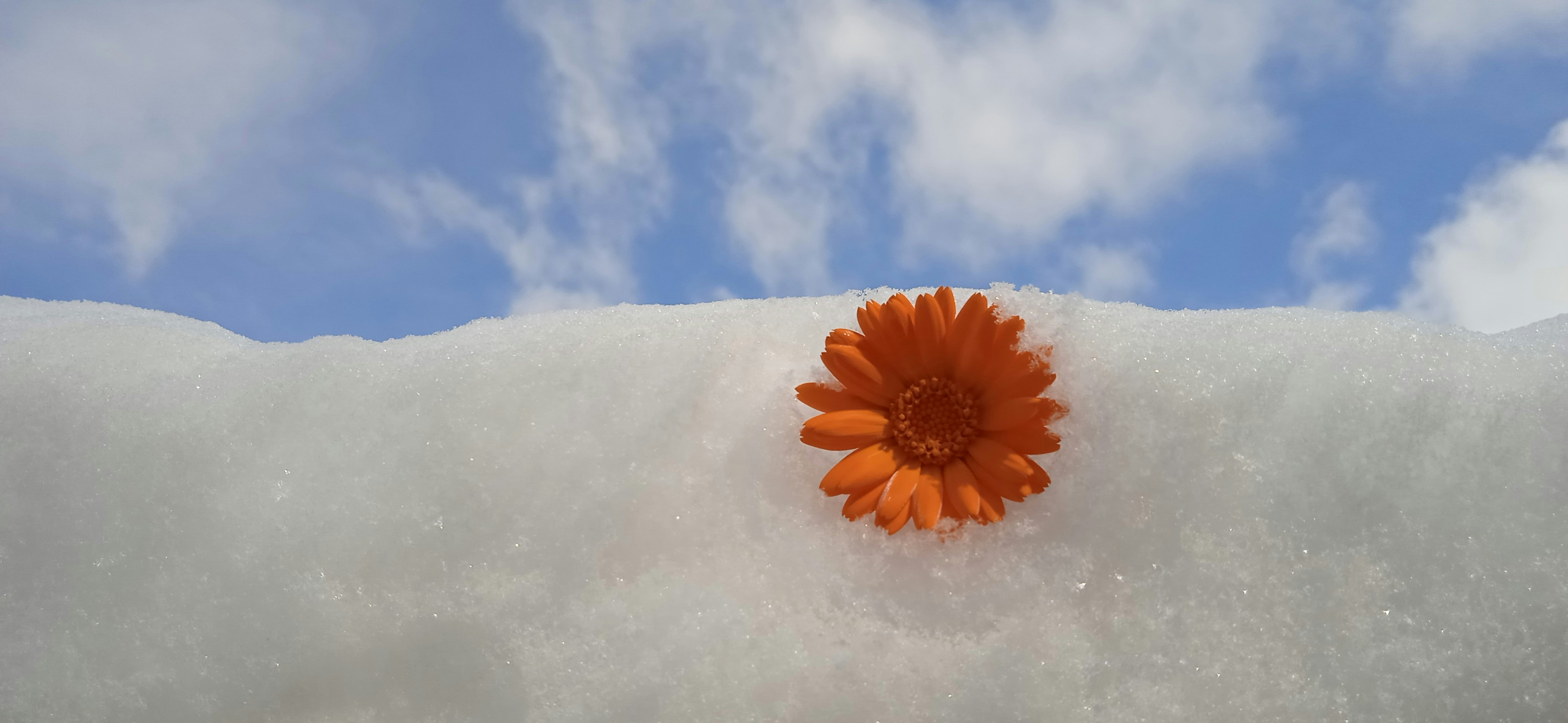 Bright orange blossom rests on a snowbank with a blue sky backdrop. The scene contrasts warm color against winter whiteness, highlighting the flower's crisp silhouette.