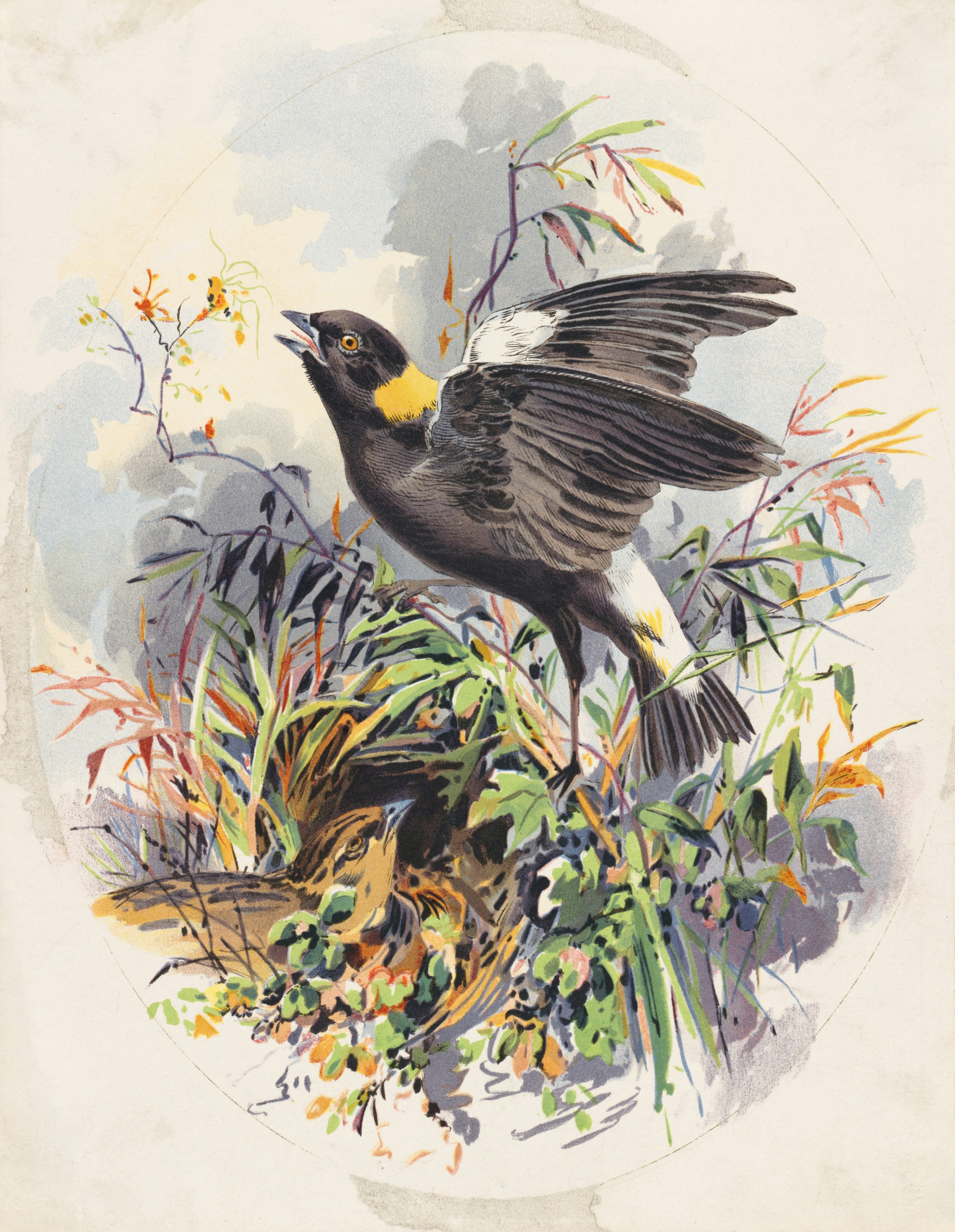 Title: Bird family in nest among grasses Artist: Herrick, Henry Walker, 1824-1906 Publisher: L. Prang & Co. Name on Item: H. W. Herrick Date: (c) 1875 https://www.digitalcommonwealth.org/search/commonwealth:z890rw12d