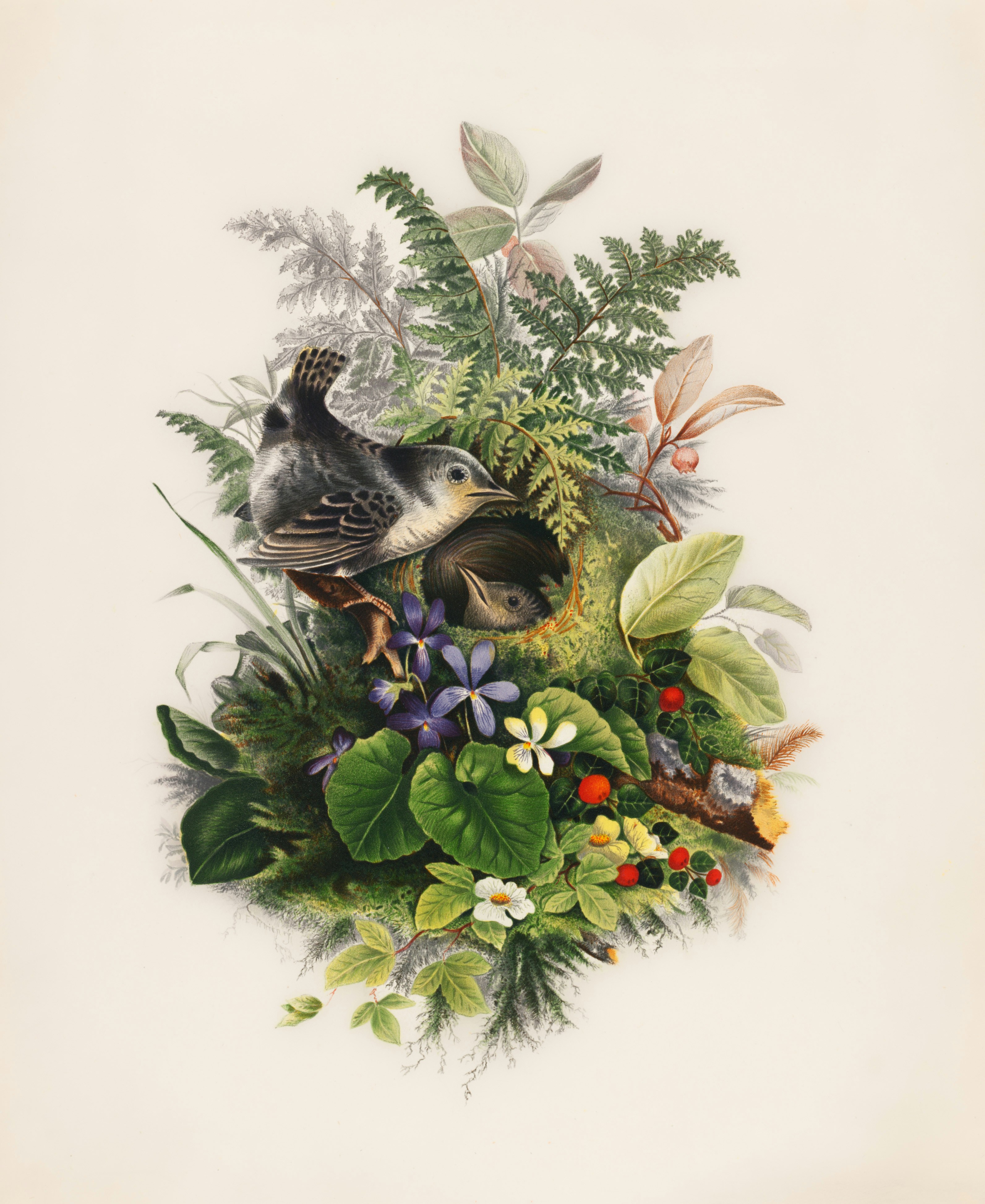 Botanical illustration of a small songbird nestled among lush leaves, ferns, and colorful flowers. The composition emphasizes natural beauty through detailed plant textures and soft shading.