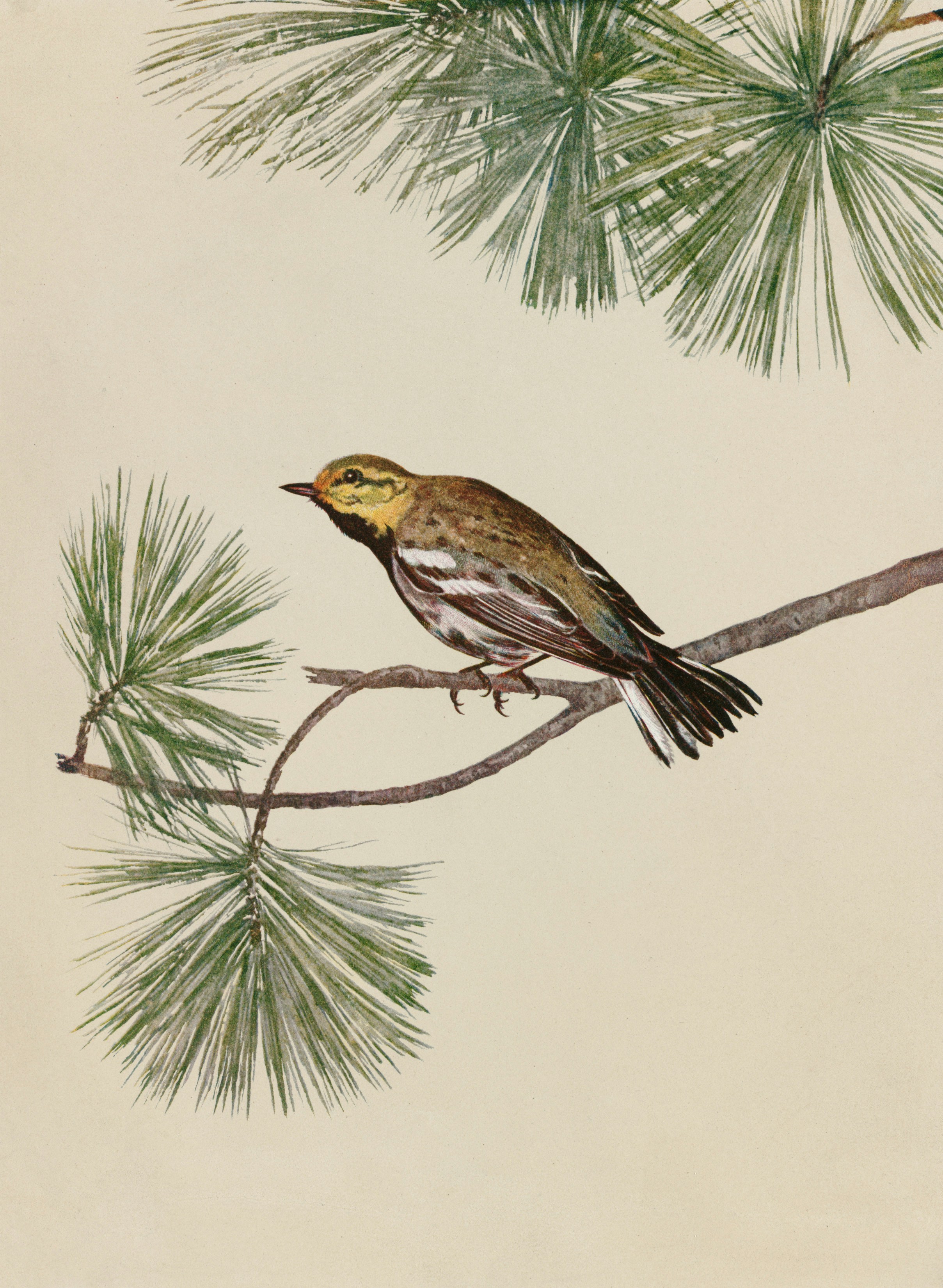 A vintage botanical illustration of a yellow-throated warbler perched on a pine branch, with needle clusters against a pale background.