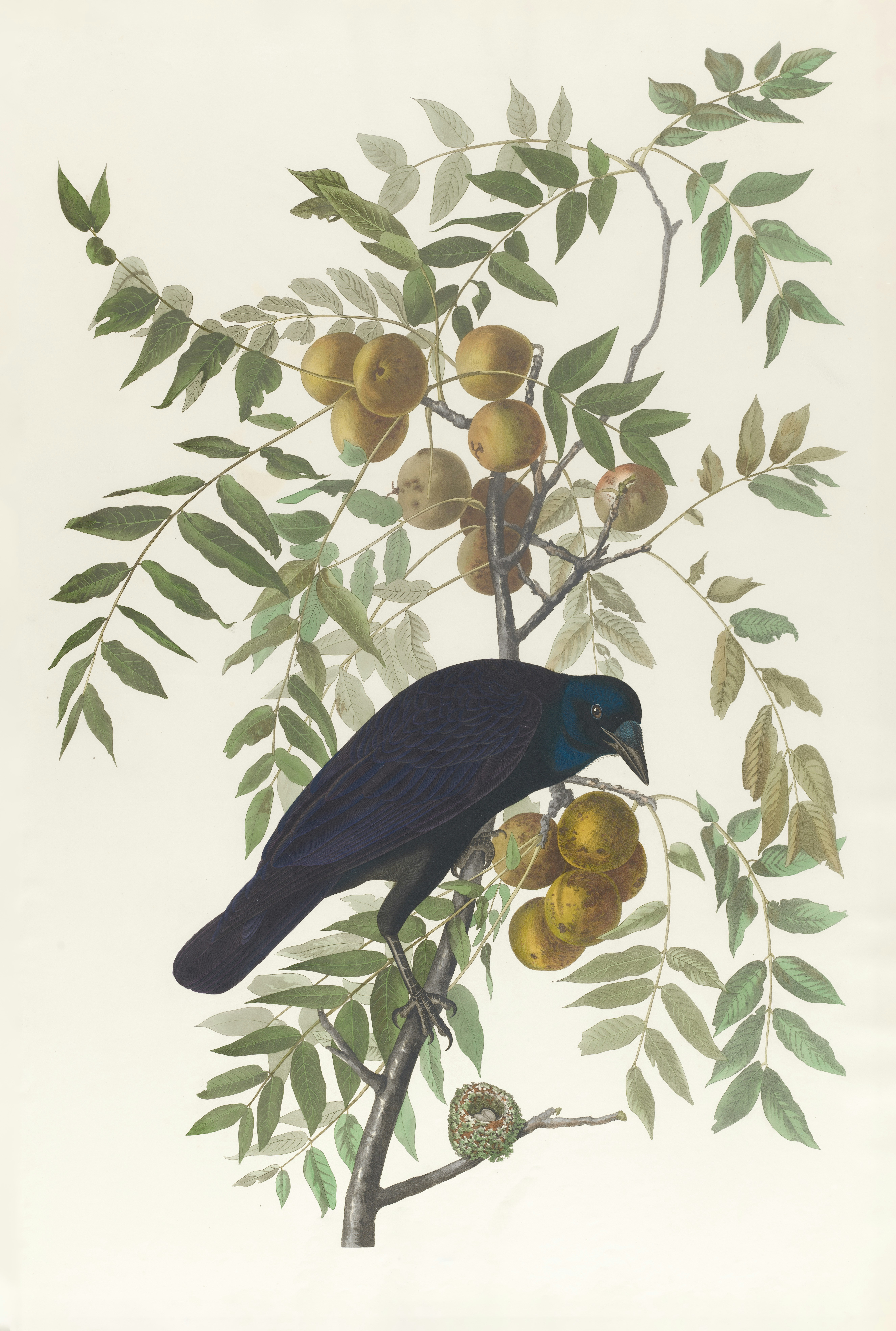 Title: American crow : Corvus Americanus. Male. Black walnut. Corvus americanus. Nest of the ruby-throated humming bird. c.1 v.2 plate 156 Artist: Audubon, John James, 1785-1851 Engraver: Havell, Robert, 1793-1878 Name on Item: Drawn from nature by J. J. Audubon F.R.S. F.L.S. Engraved, printed & coloured by R. Havell, London, 1833. Date: 1833 https://www.digitalcommonwealth.org/search/commonwealth:9s16d106r