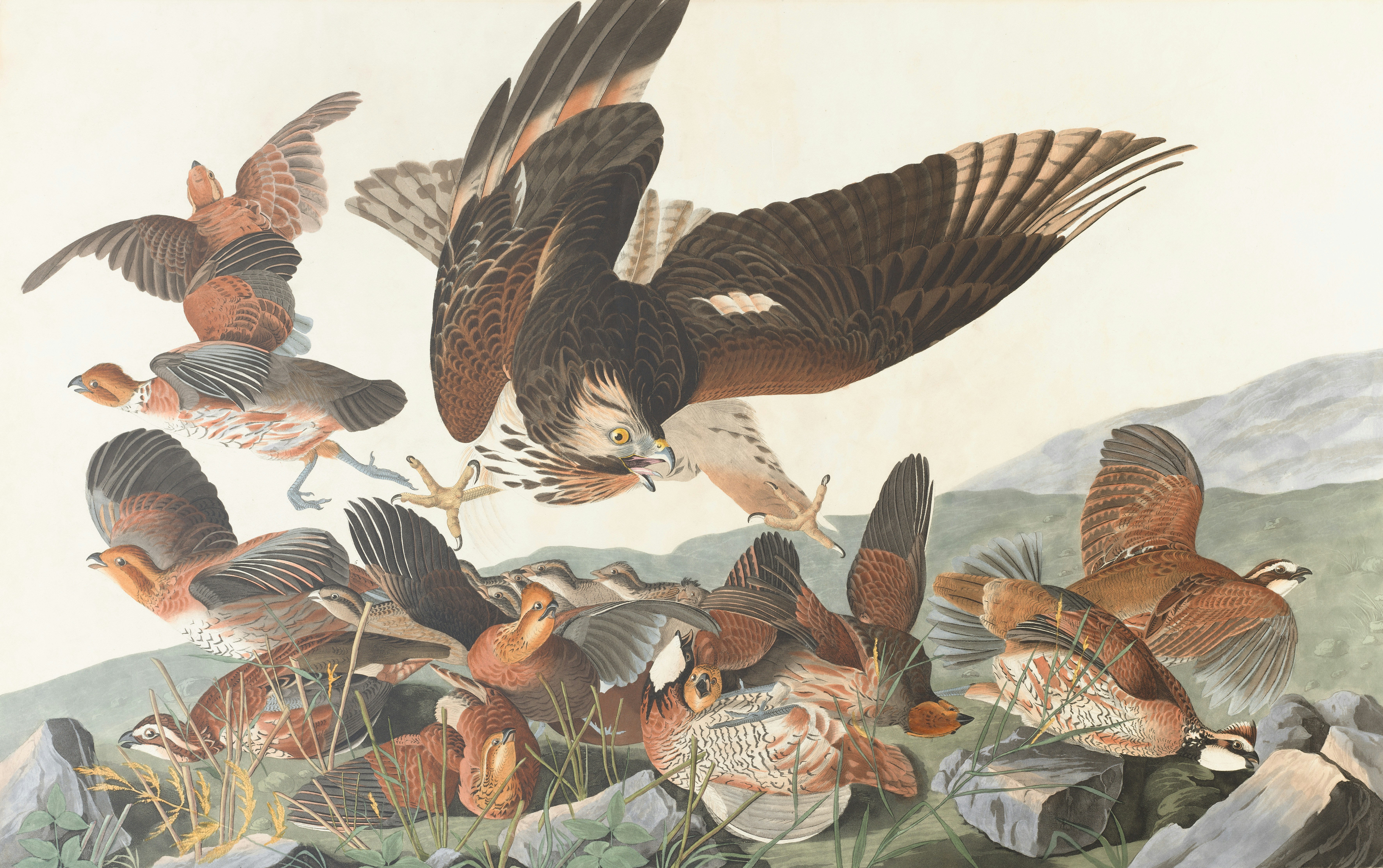 A dynamic scene depicting a hawk swooping down on a flock of quails amidst rocky terrain and grass. The composition captures the tension of nature's hunt.
