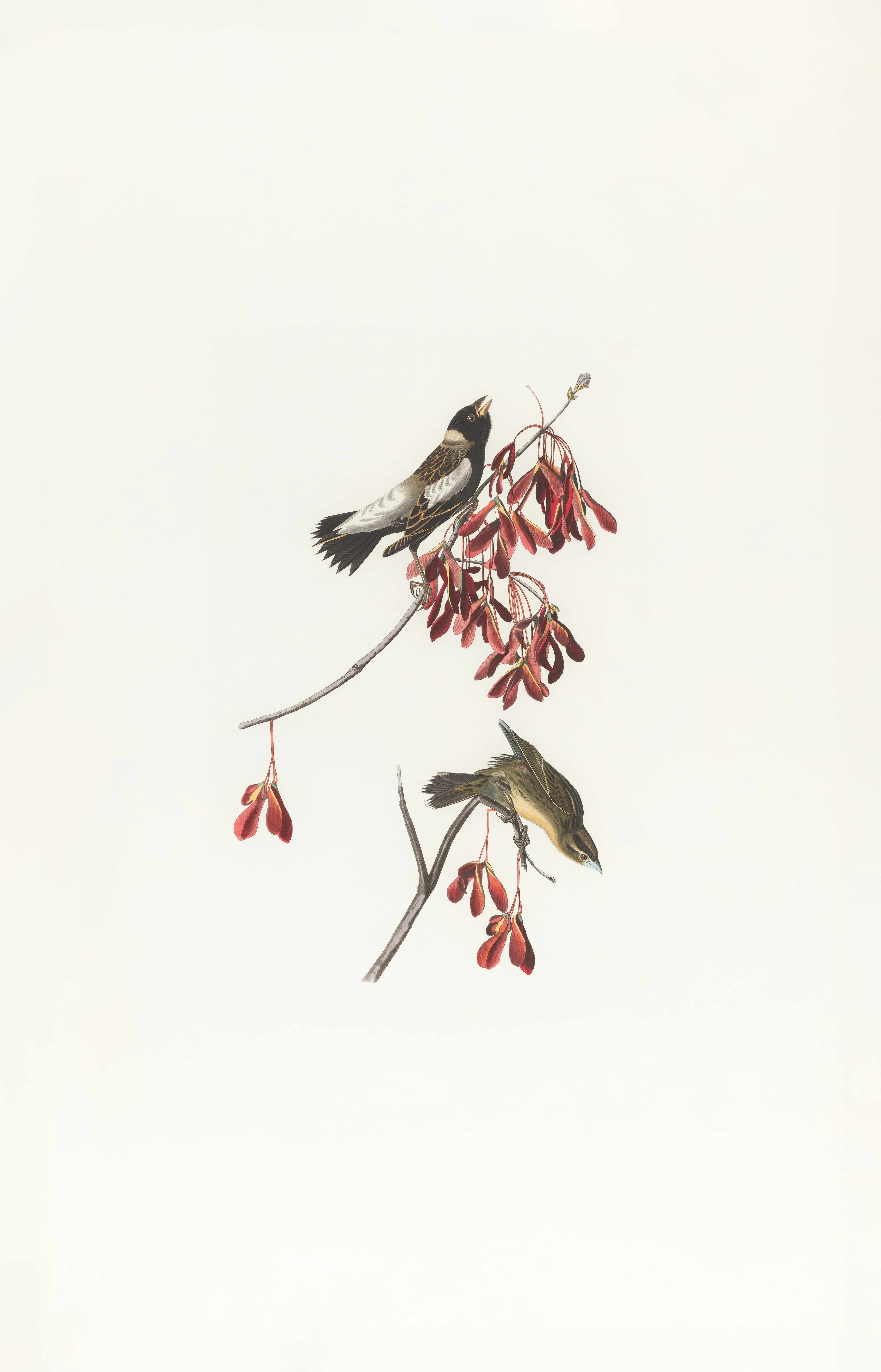 Watercolor illustration of two small songbirds perched on a slender branch with red seed pods against a white background.