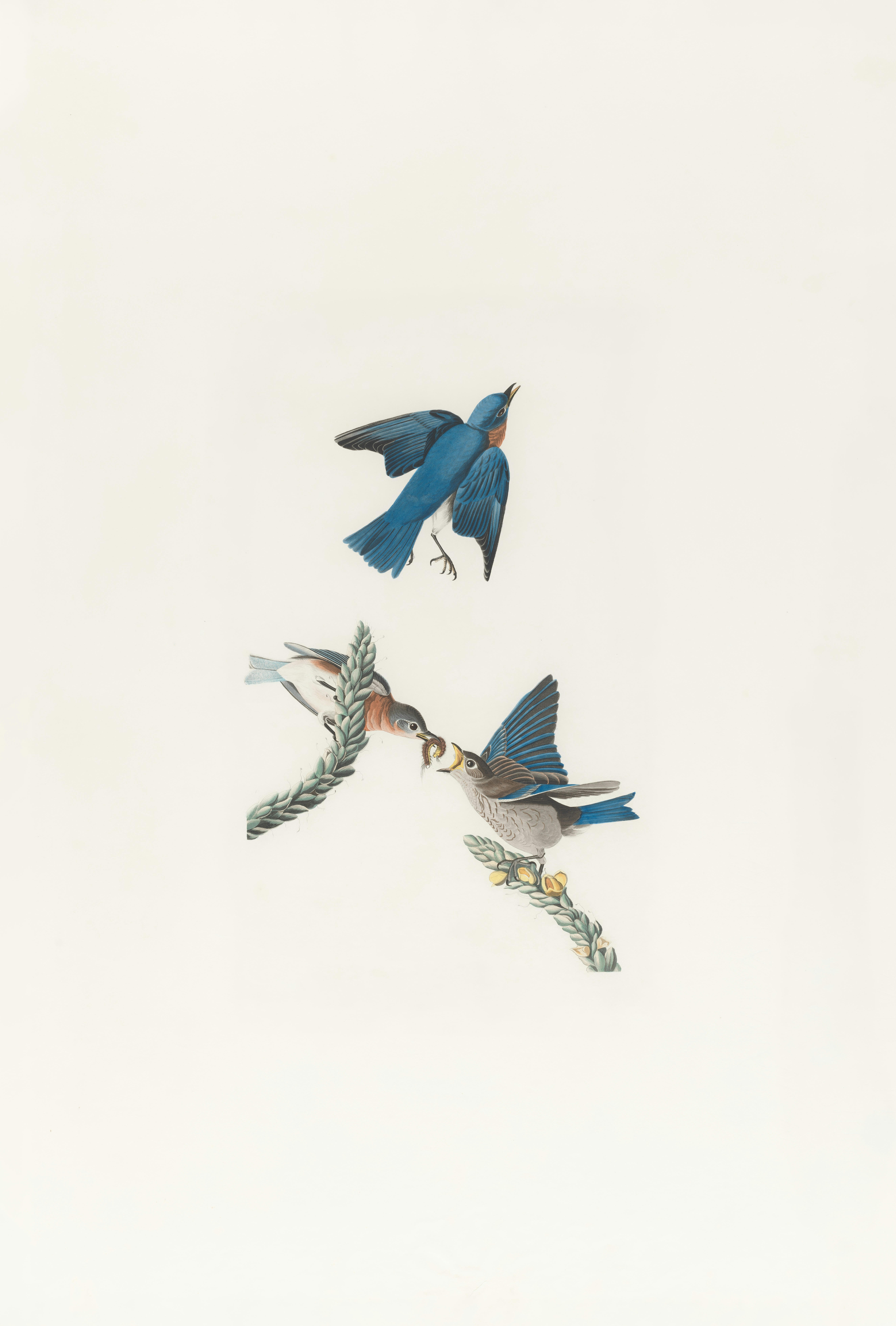 Two blue birds flying in the sky photo – Free Archival Image on Unsplash