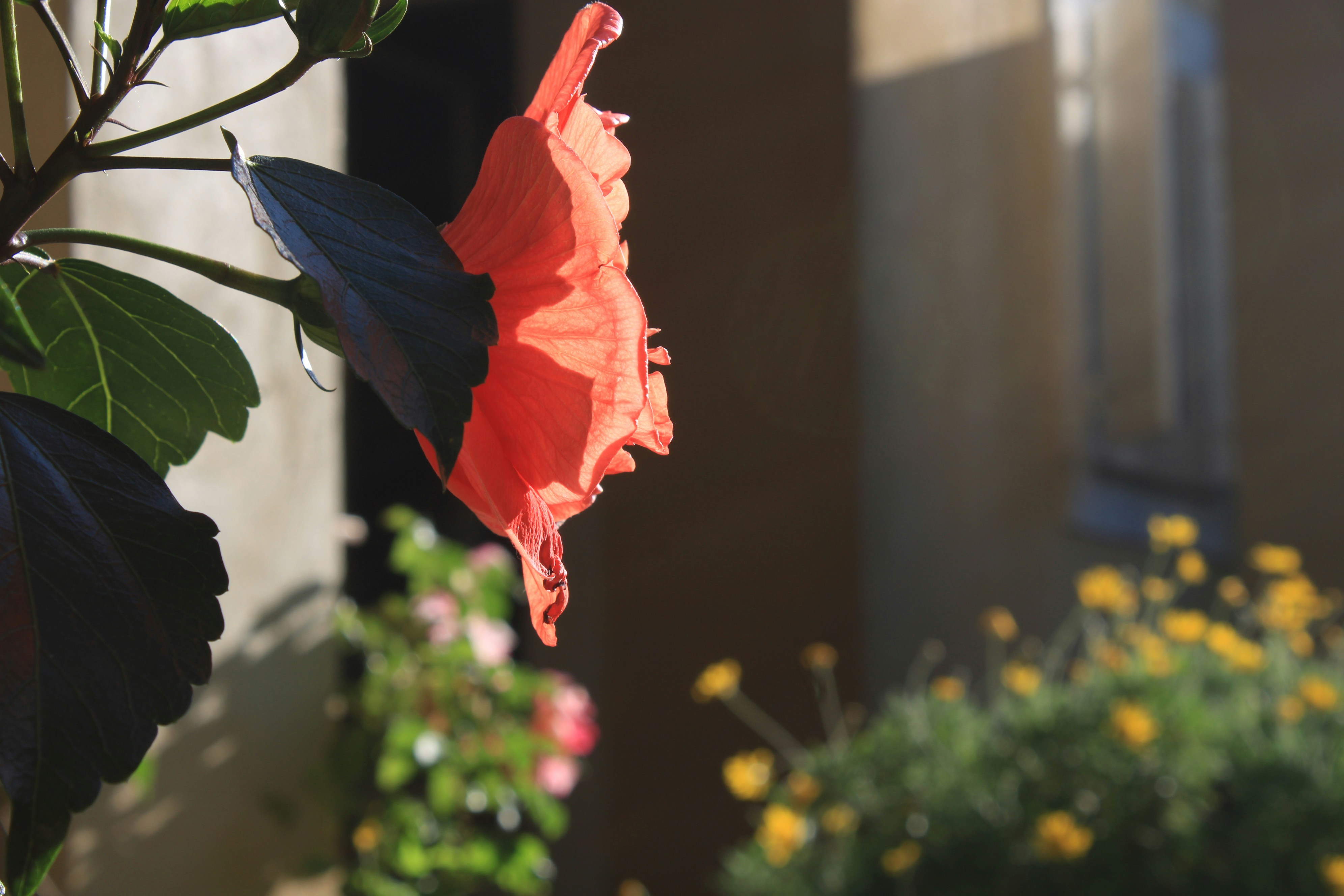 Sunlit Crimson Hibiscus at the Edge of a Quiet Courtyard