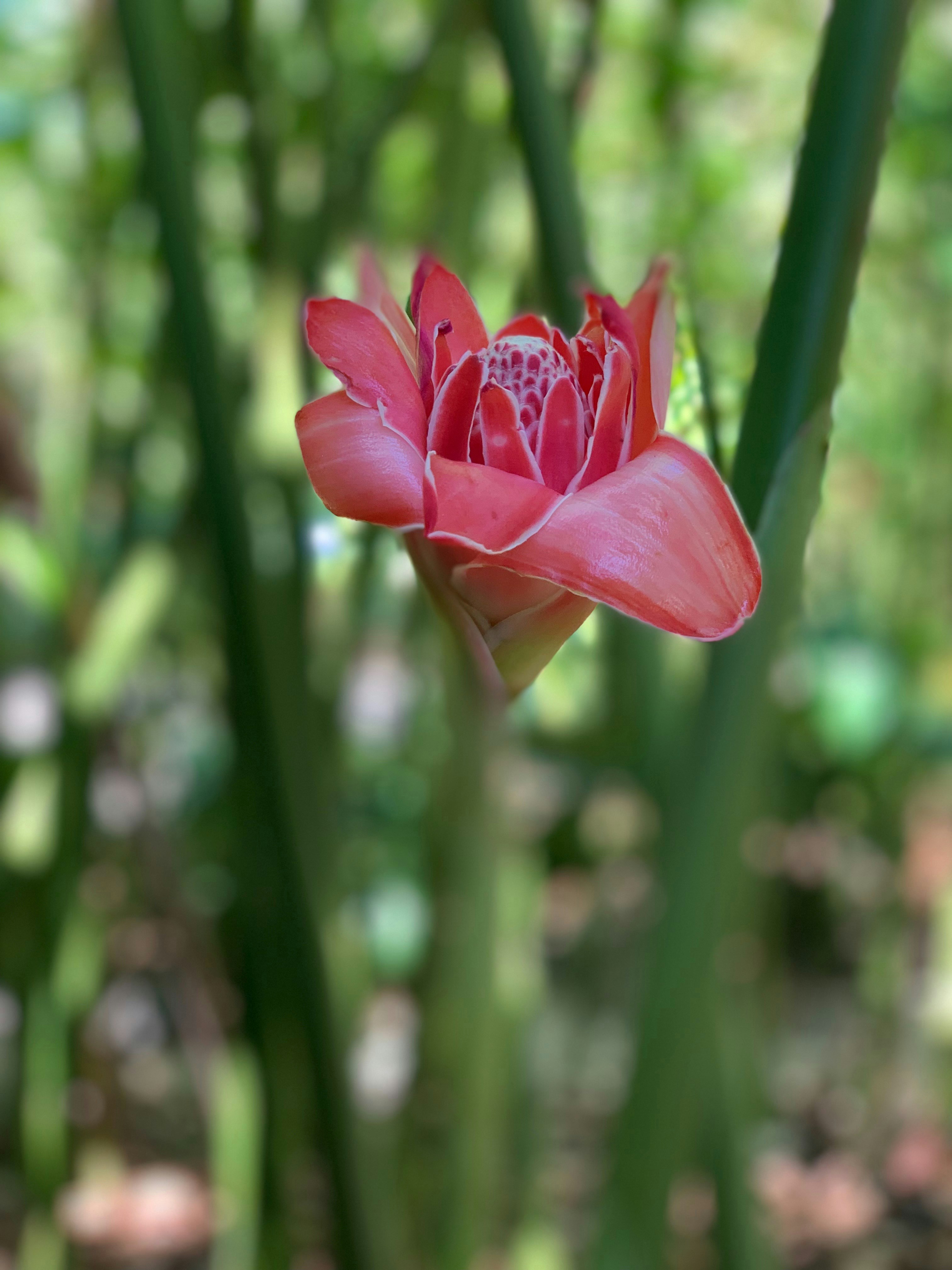 Petal in Focus: a pink bloom rising among emerald garden stalks