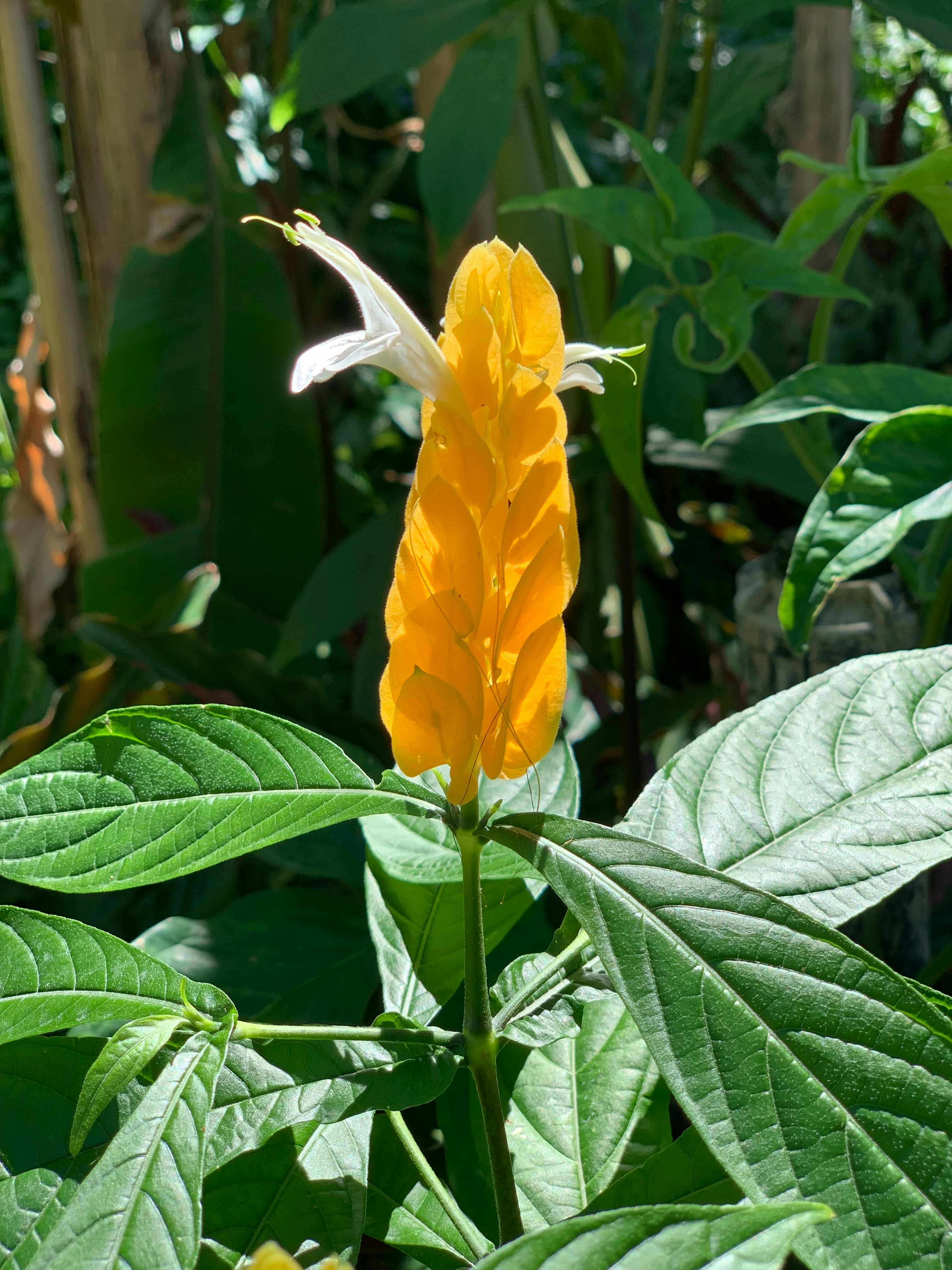 Candleflower in Sunlight: A Bold Yellow Spike Amid Garden Foliage