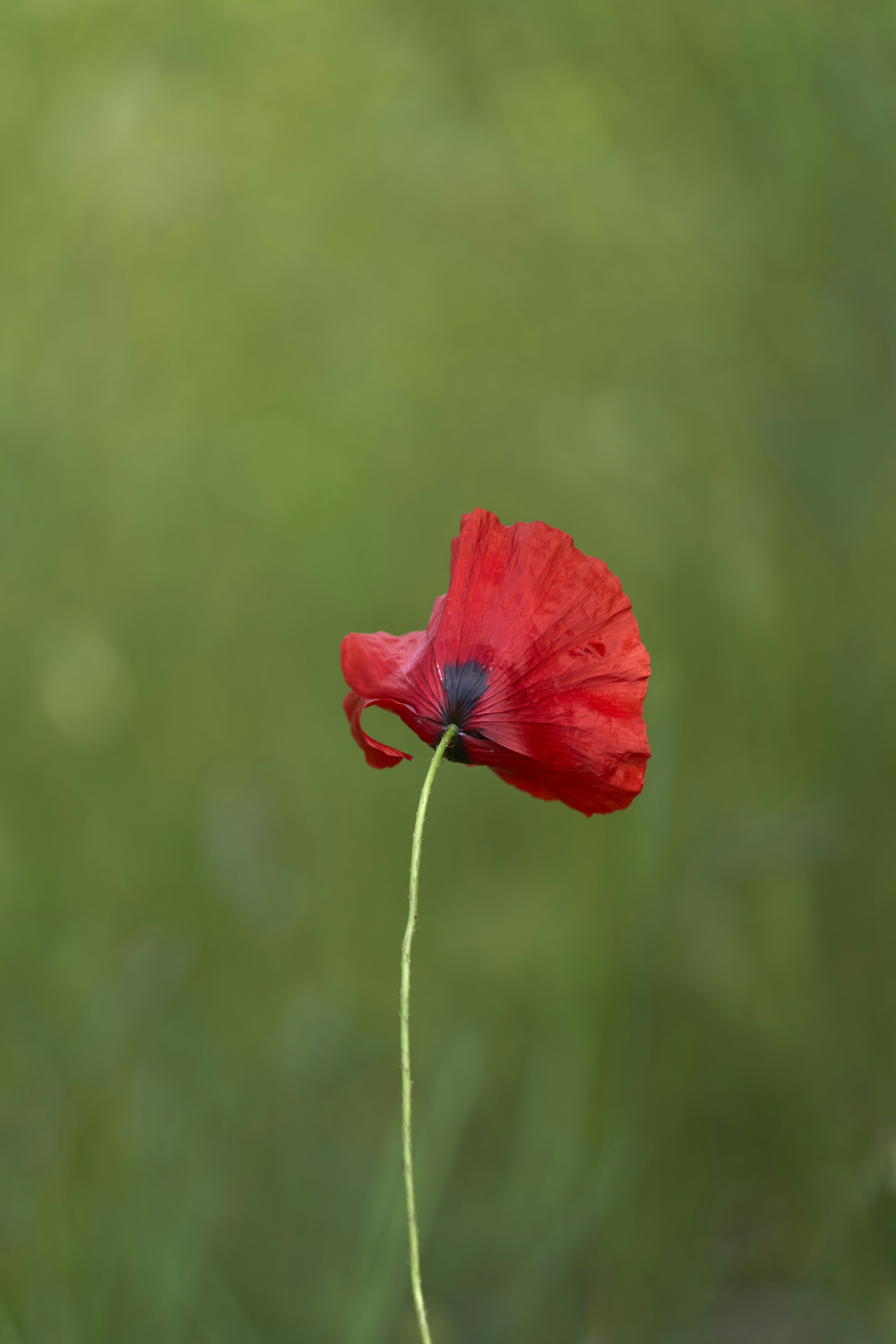 A single red flower with a blurry background photo – Free Flower Image ...