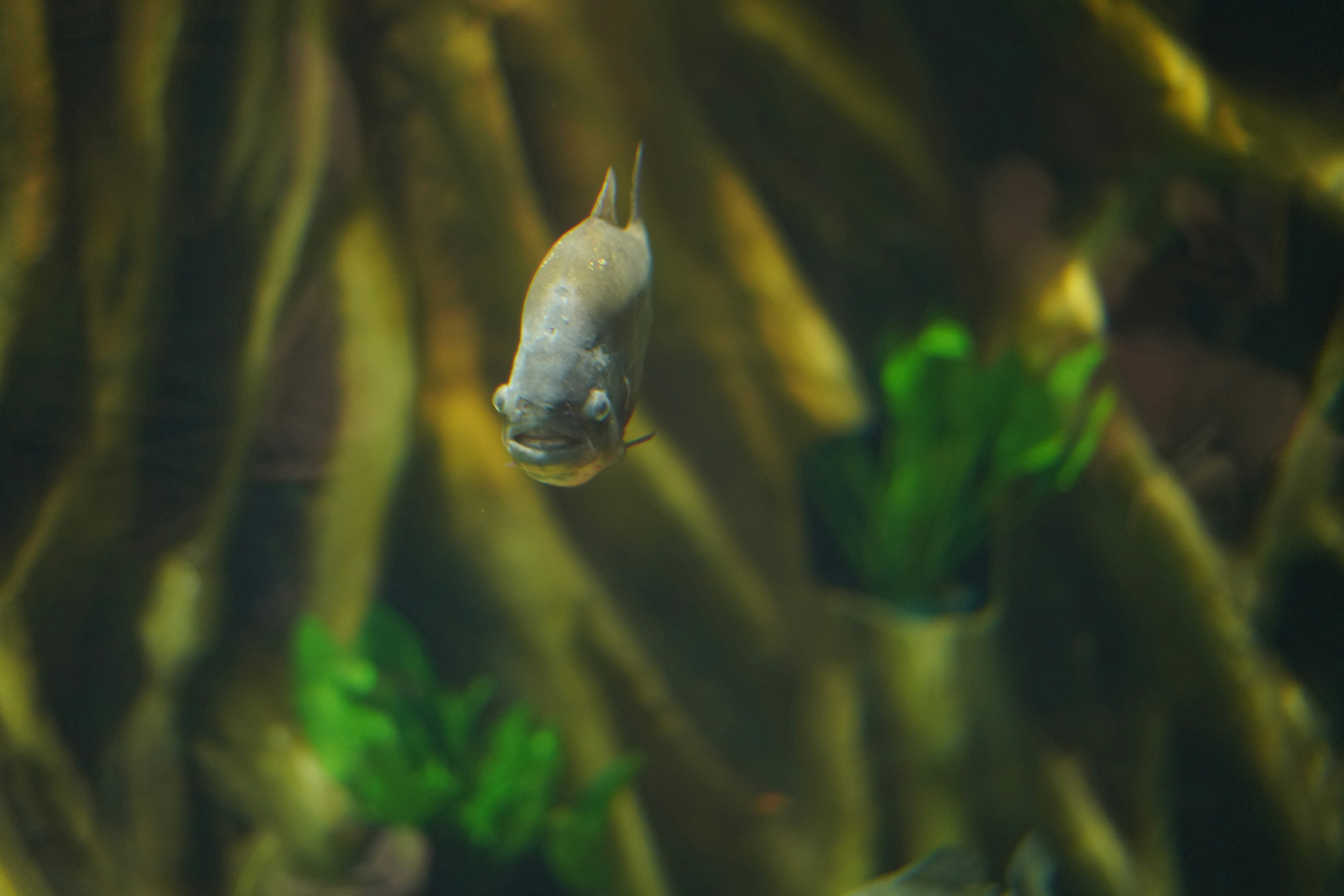 Beautiful and dangerous river prana fish