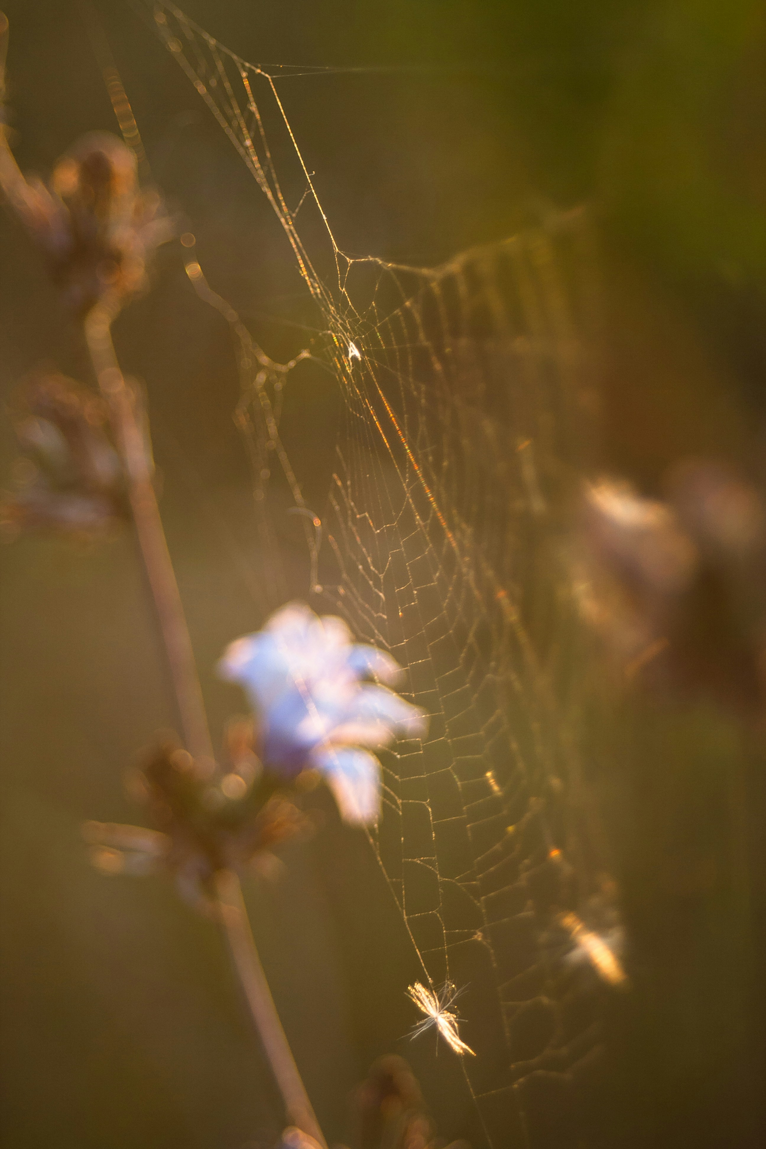 Dawn's Silk: Dew-Kissed Web Framing a Blur of Blue