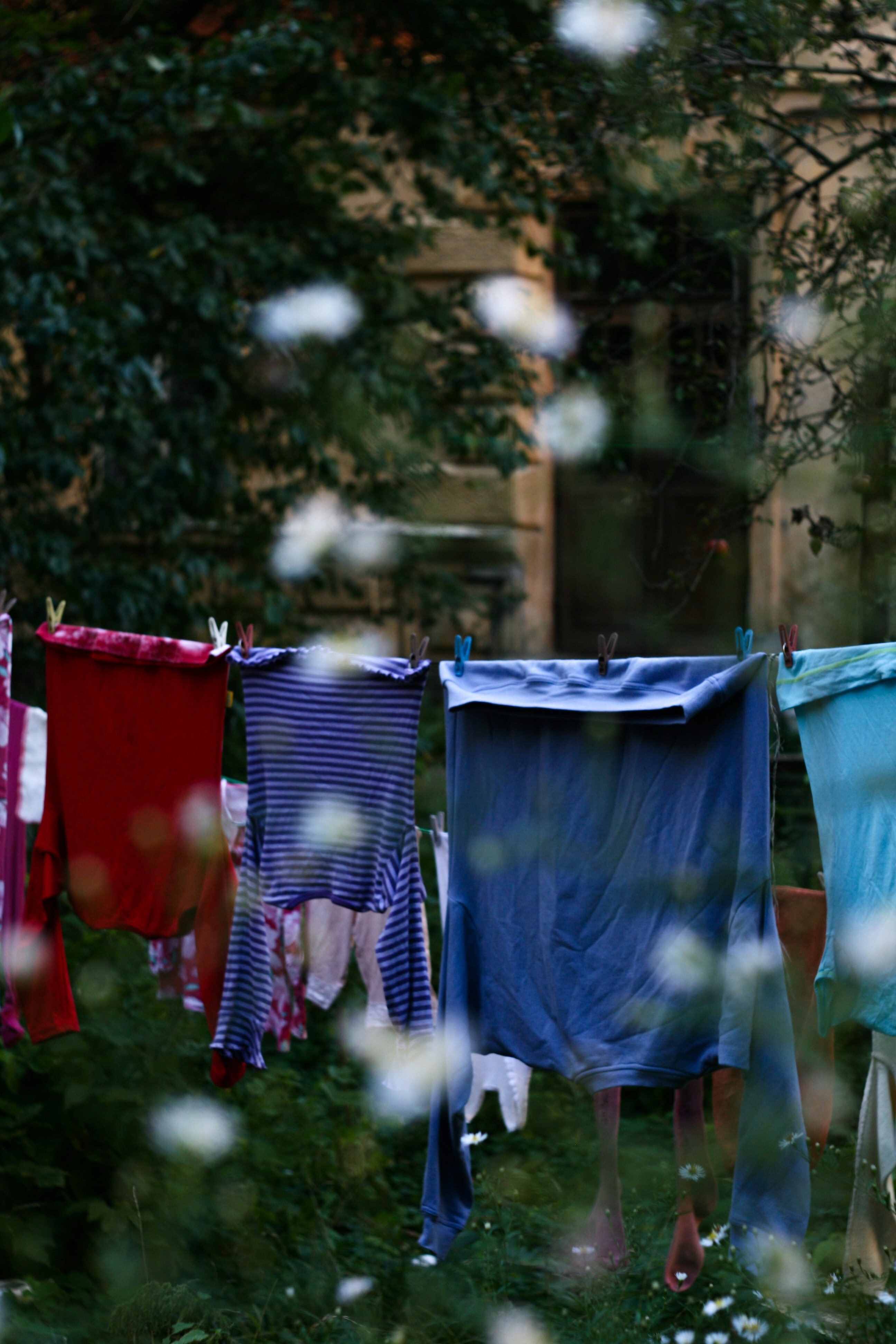 Blue Garment on a Shaded Clothesline: A Quiet Garden Portrait