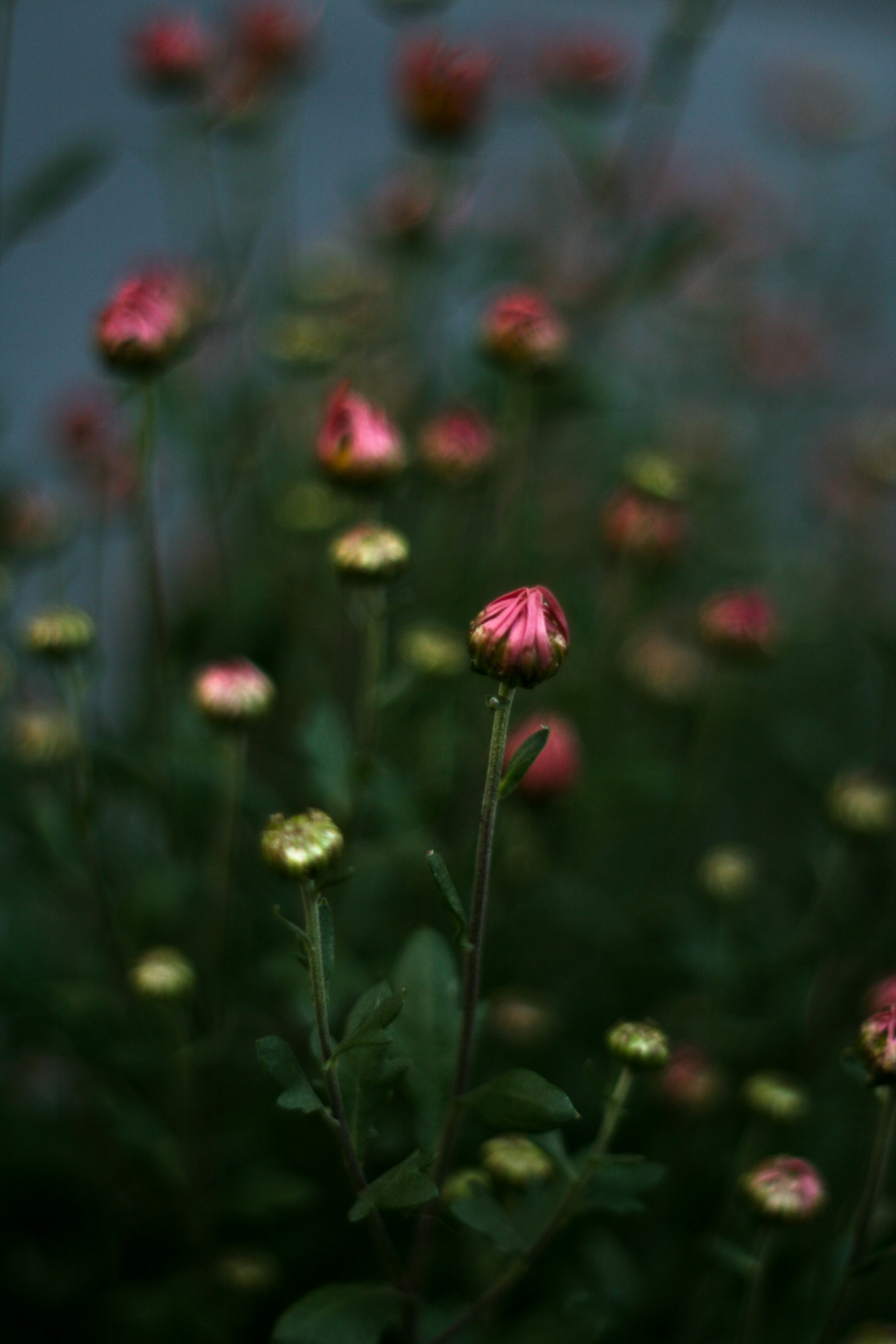 Clusters of pink and yellow buds among green foliage, softly blurred in the background.