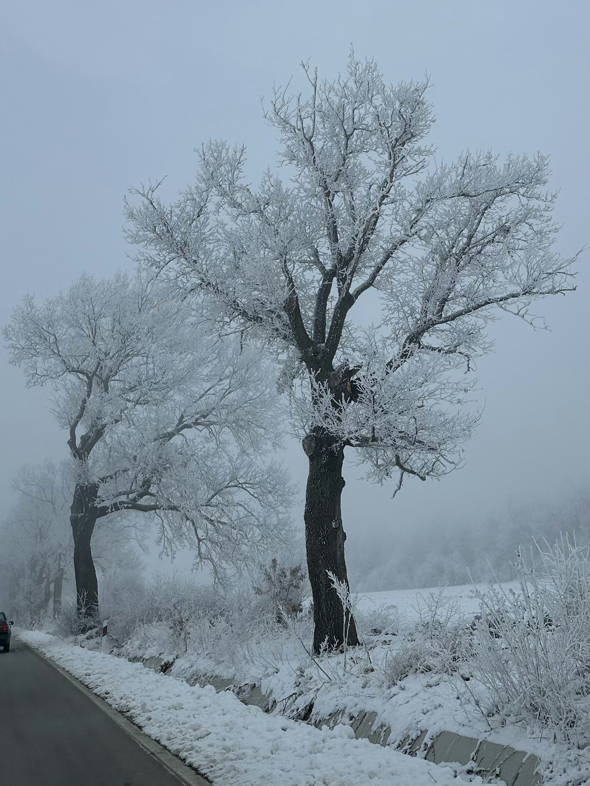 Frost-Kissed Giants Beside a Quiet Highway in Mist