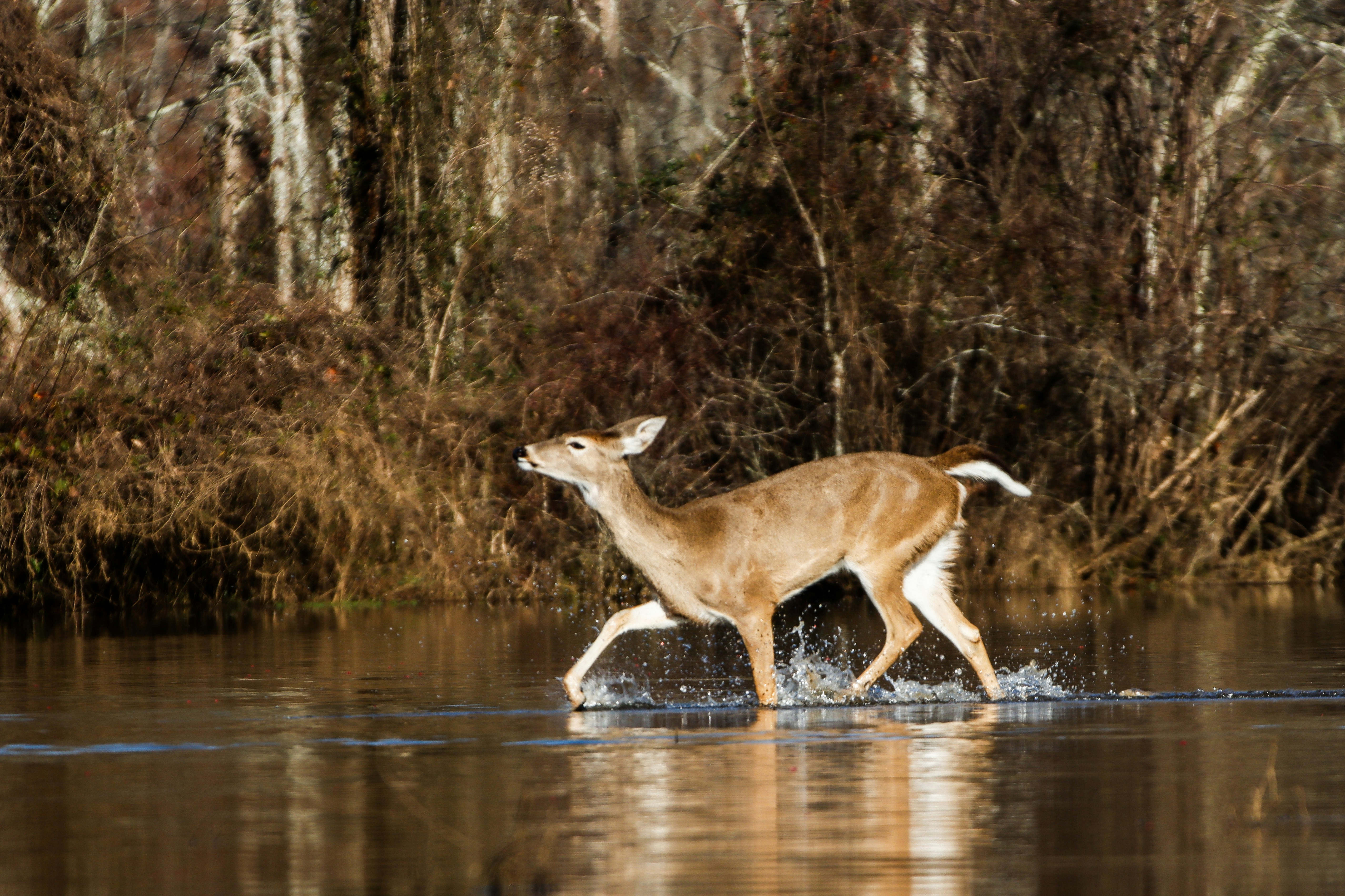 Photograph of a deer running across a calm river at the forest edge.