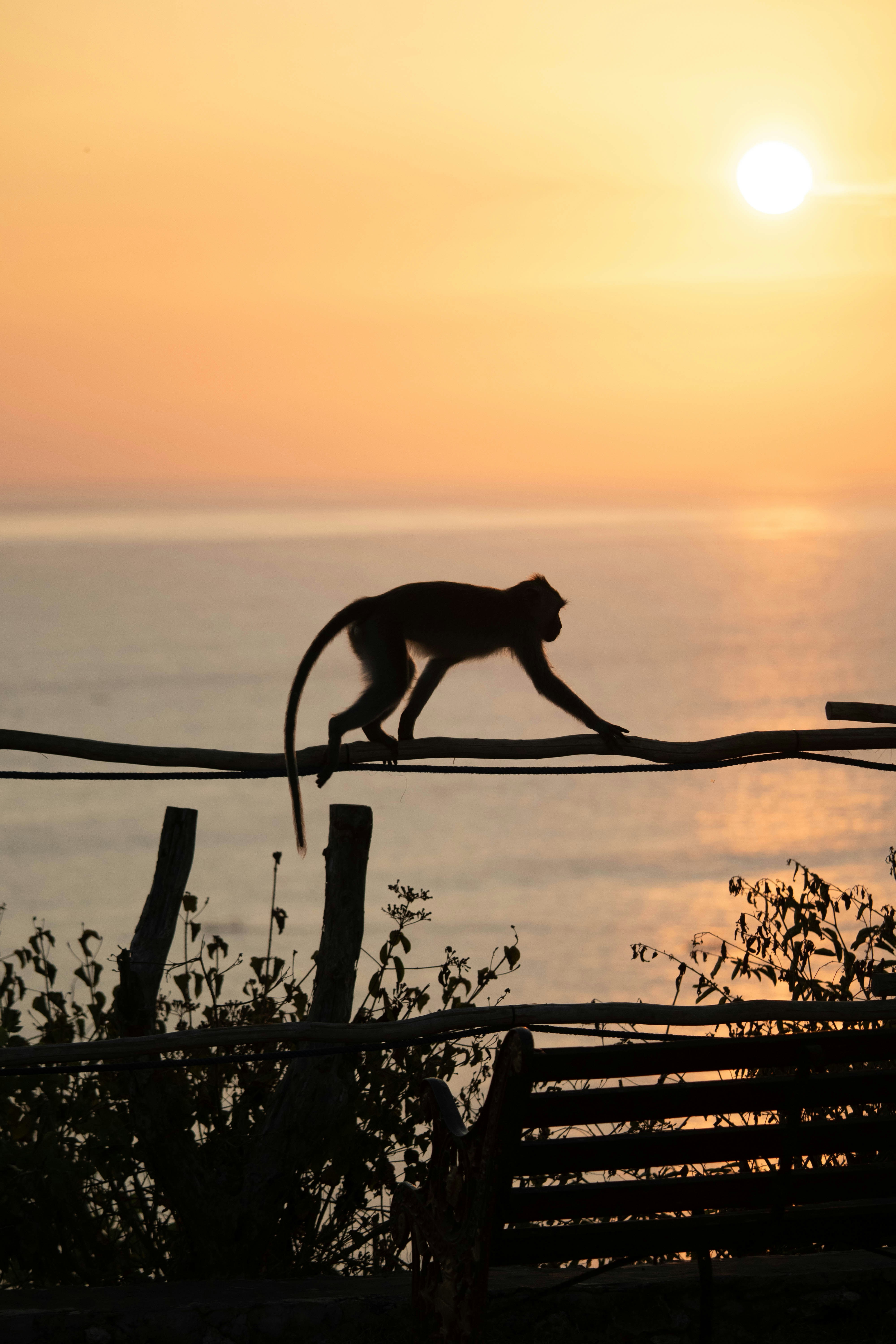 Dusk Silhouette: A Monkey Crossing a Weathered Rail Above Quiet Seas