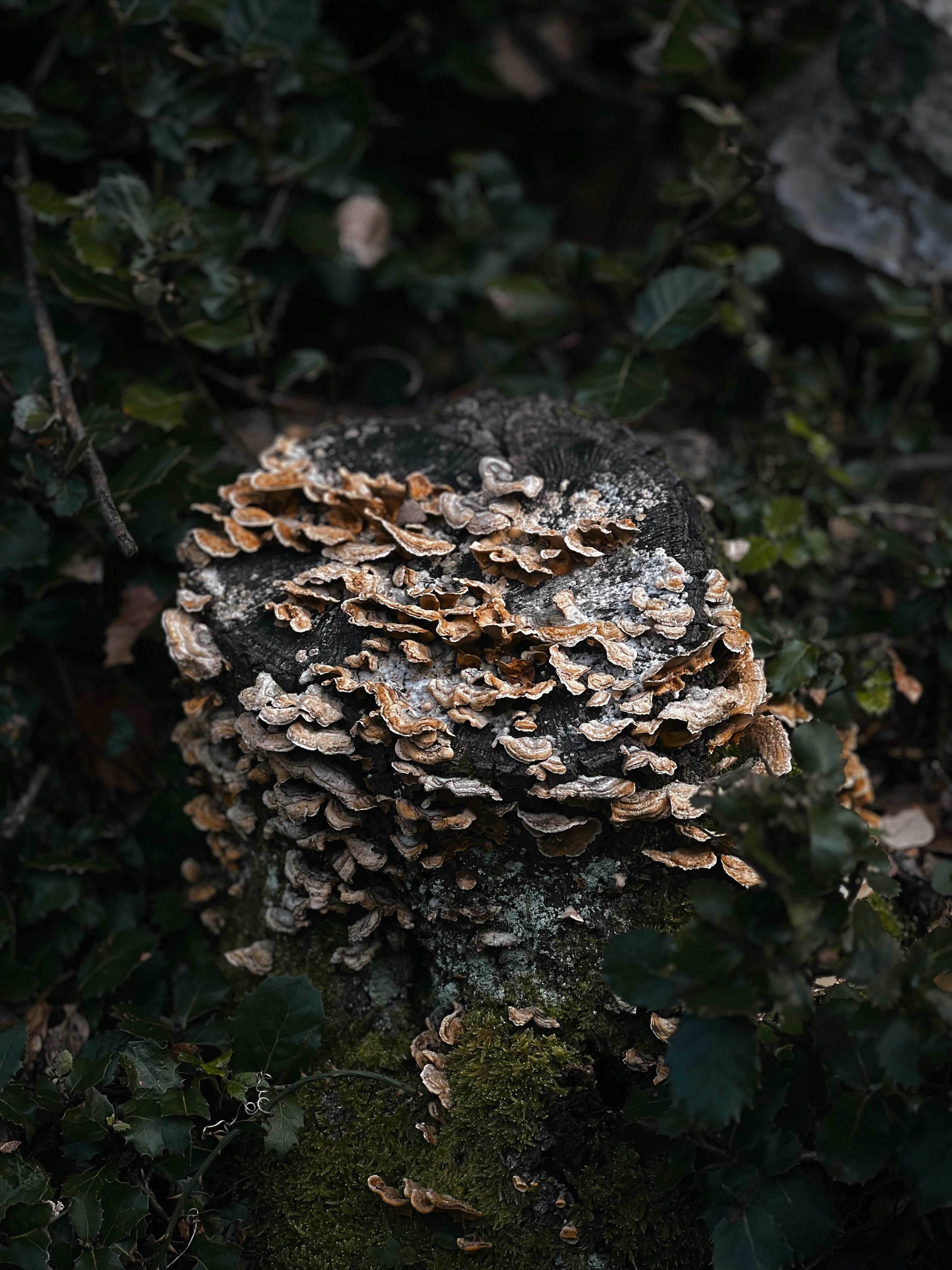 Nature's Layered Artistry: Fungal Growth on Weathered Wood