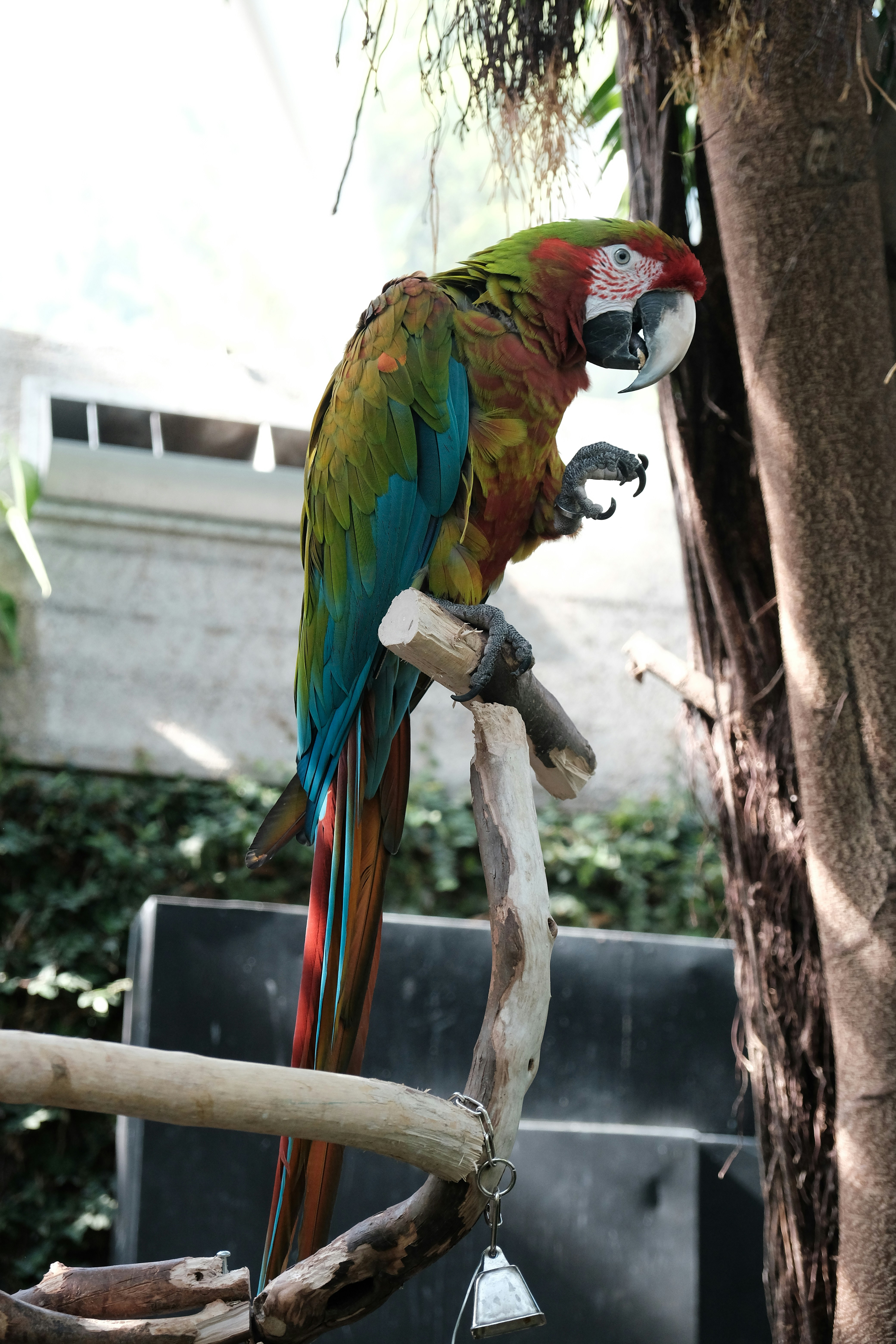 Crimson Cap on a Weathered Branch: A Multicolored Macaw in Gentle Light