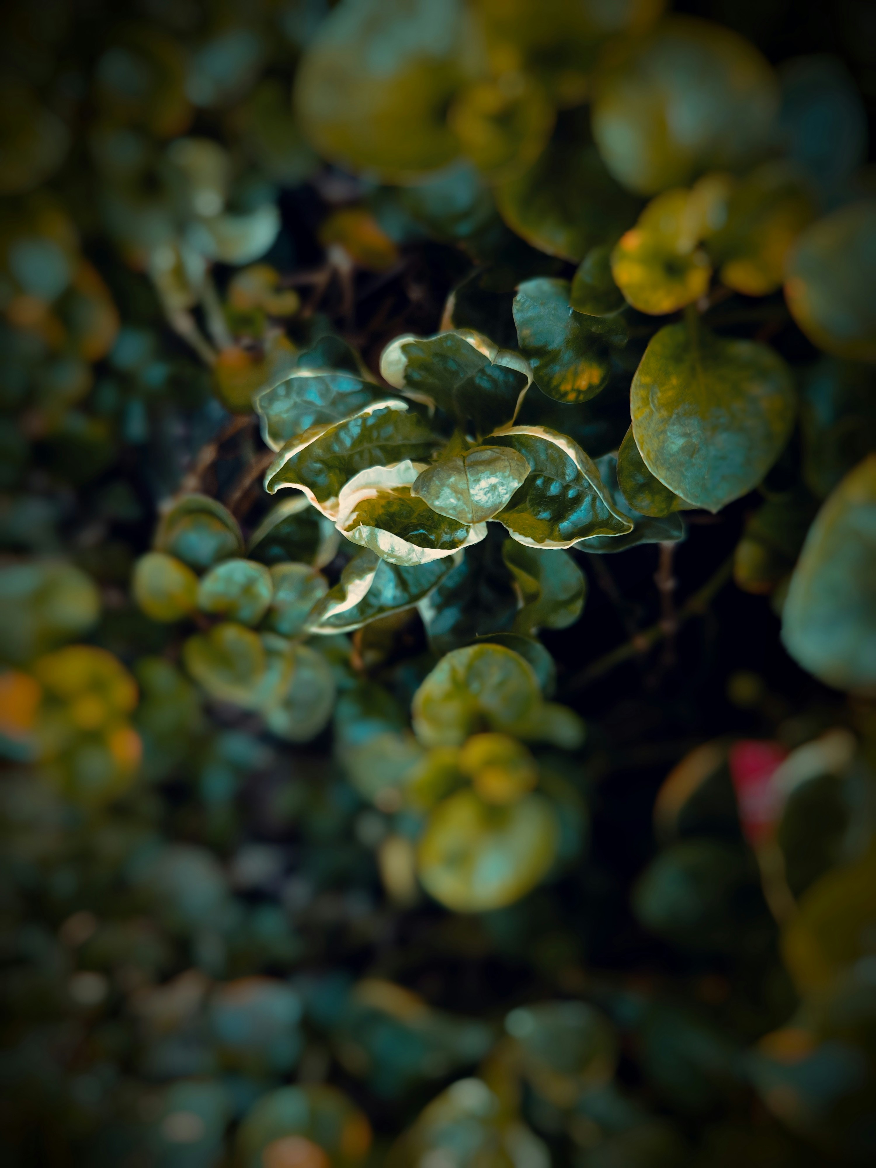 Close-up photograph of green leaves with soft bokeh and a shallow depth of field.