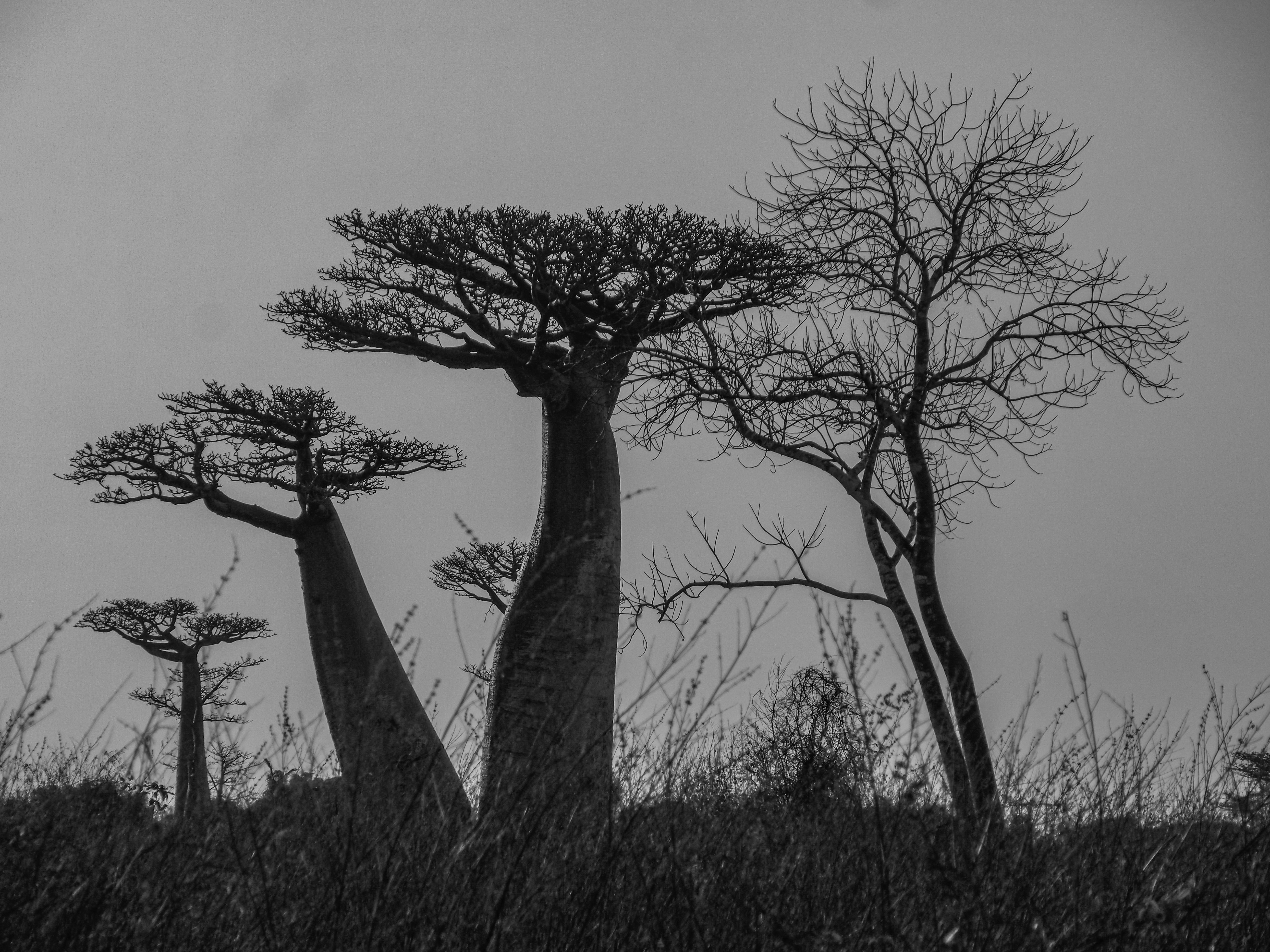 Baobab Trees, Madagascar