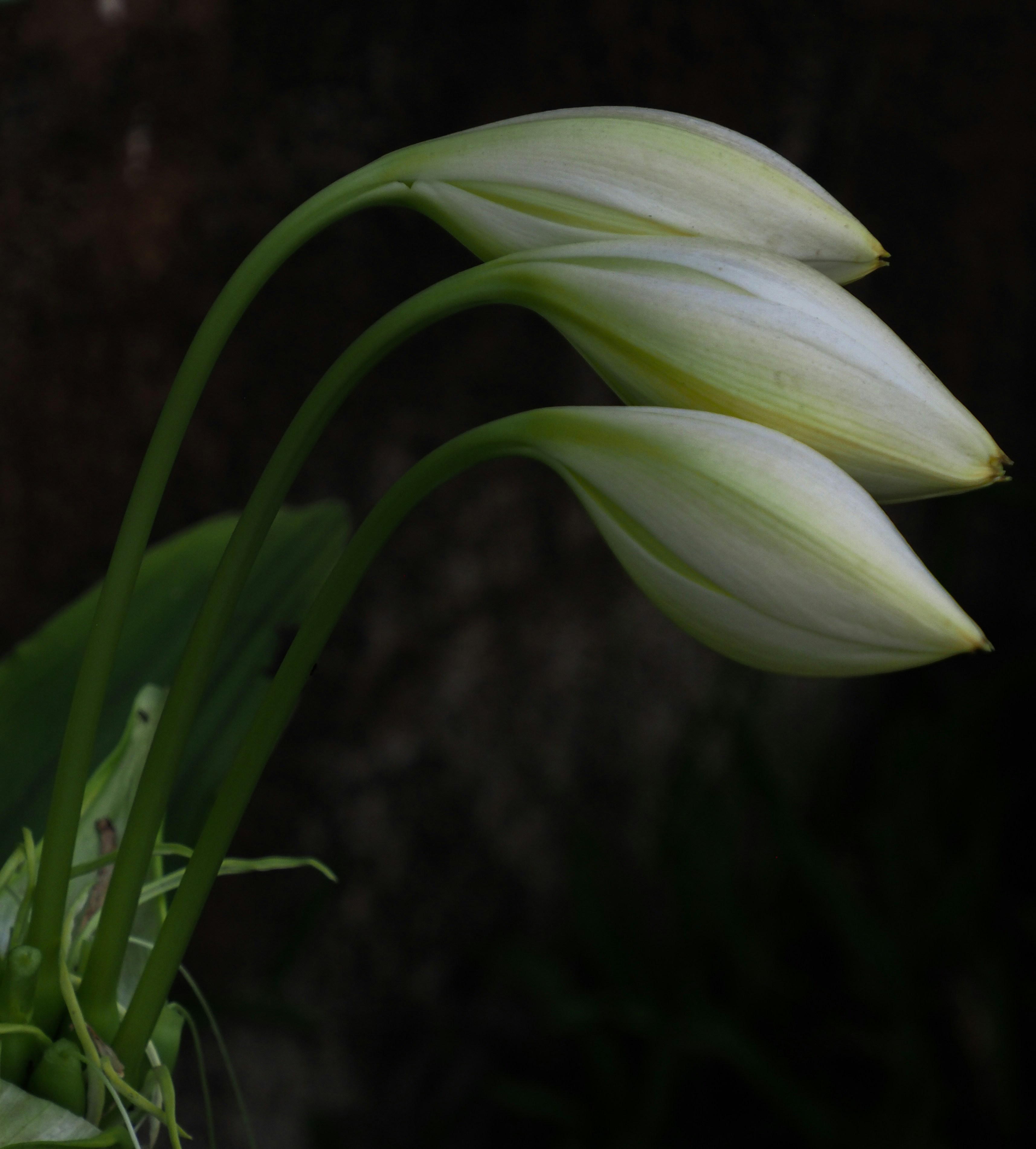 Lilies, Mauritius Island