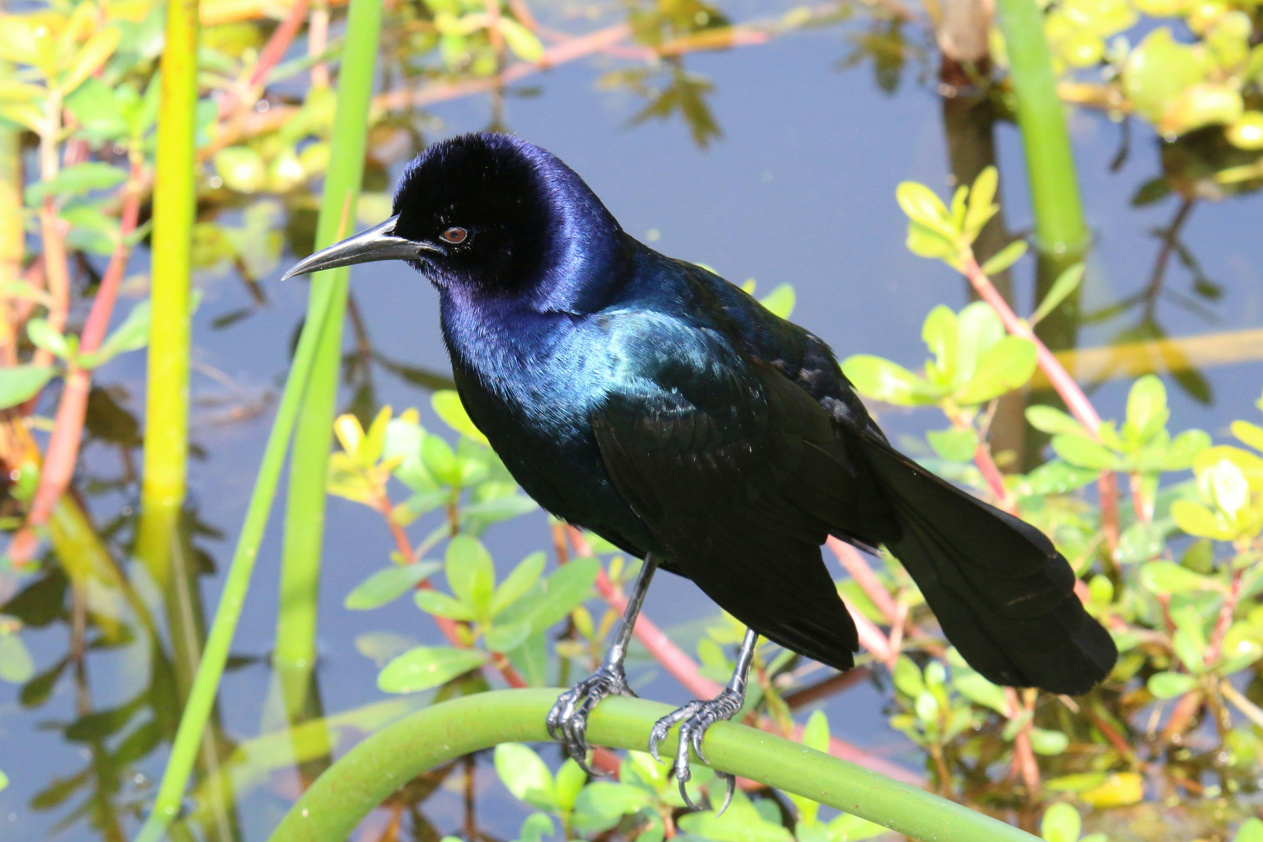 Glossy Blue Starling Perches on a Curved Reed Over a Luminous Pond