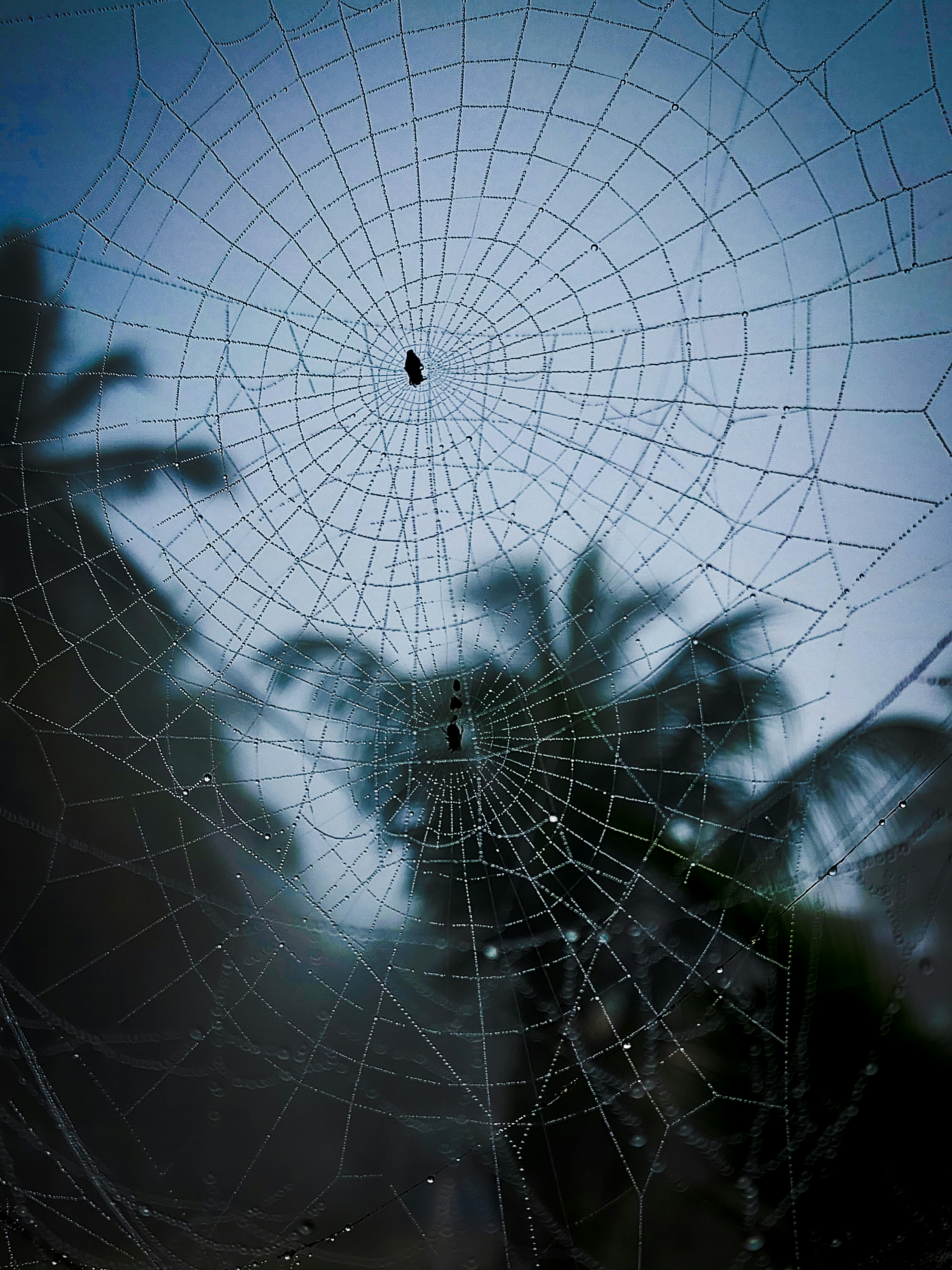 Concentric Silk in Focus: Dew-Kissed Spider Web Over Soft Blue Backdrop