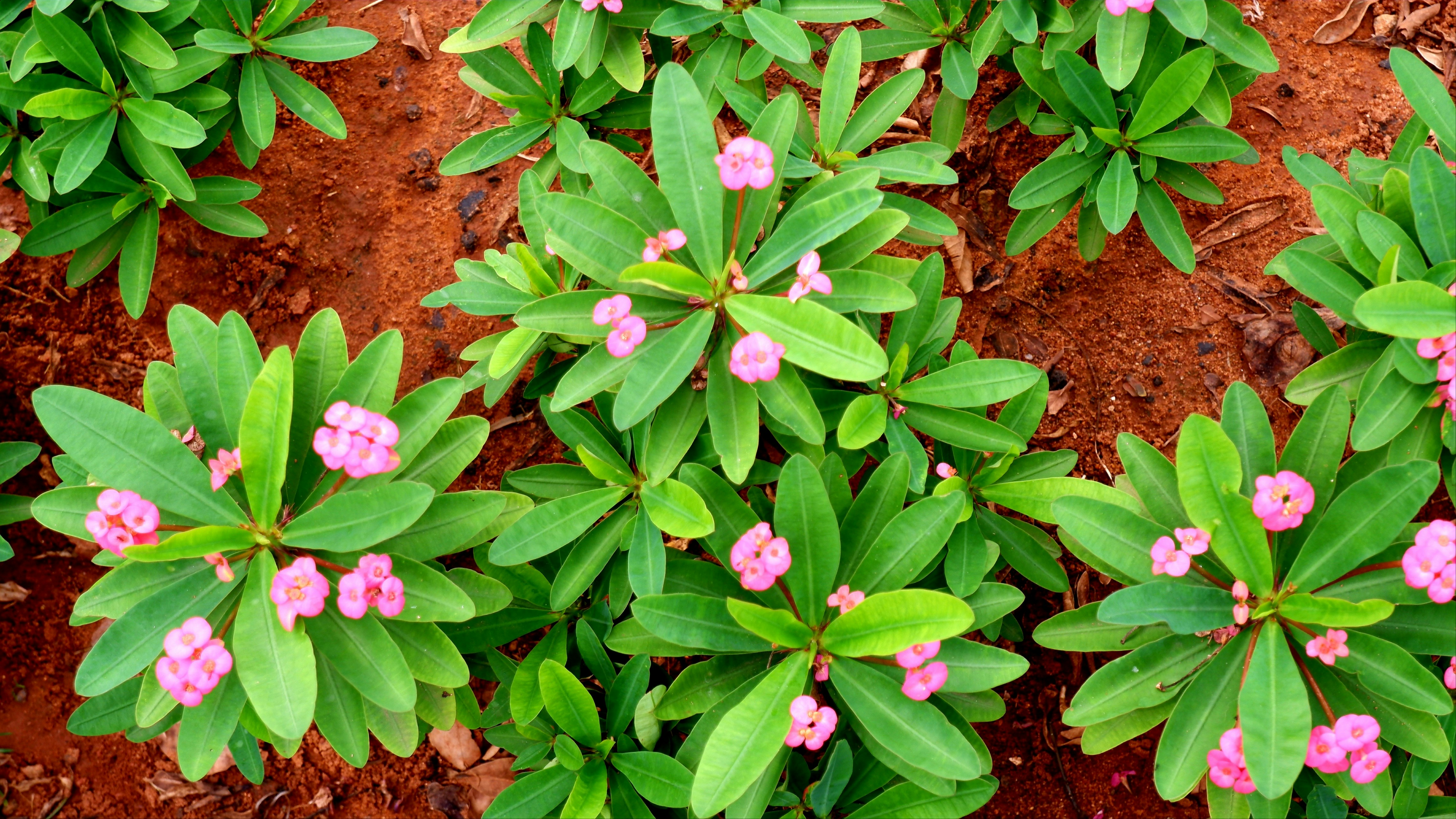 Pink Bloom Clusters Framing Green Rosettes on Red Soil