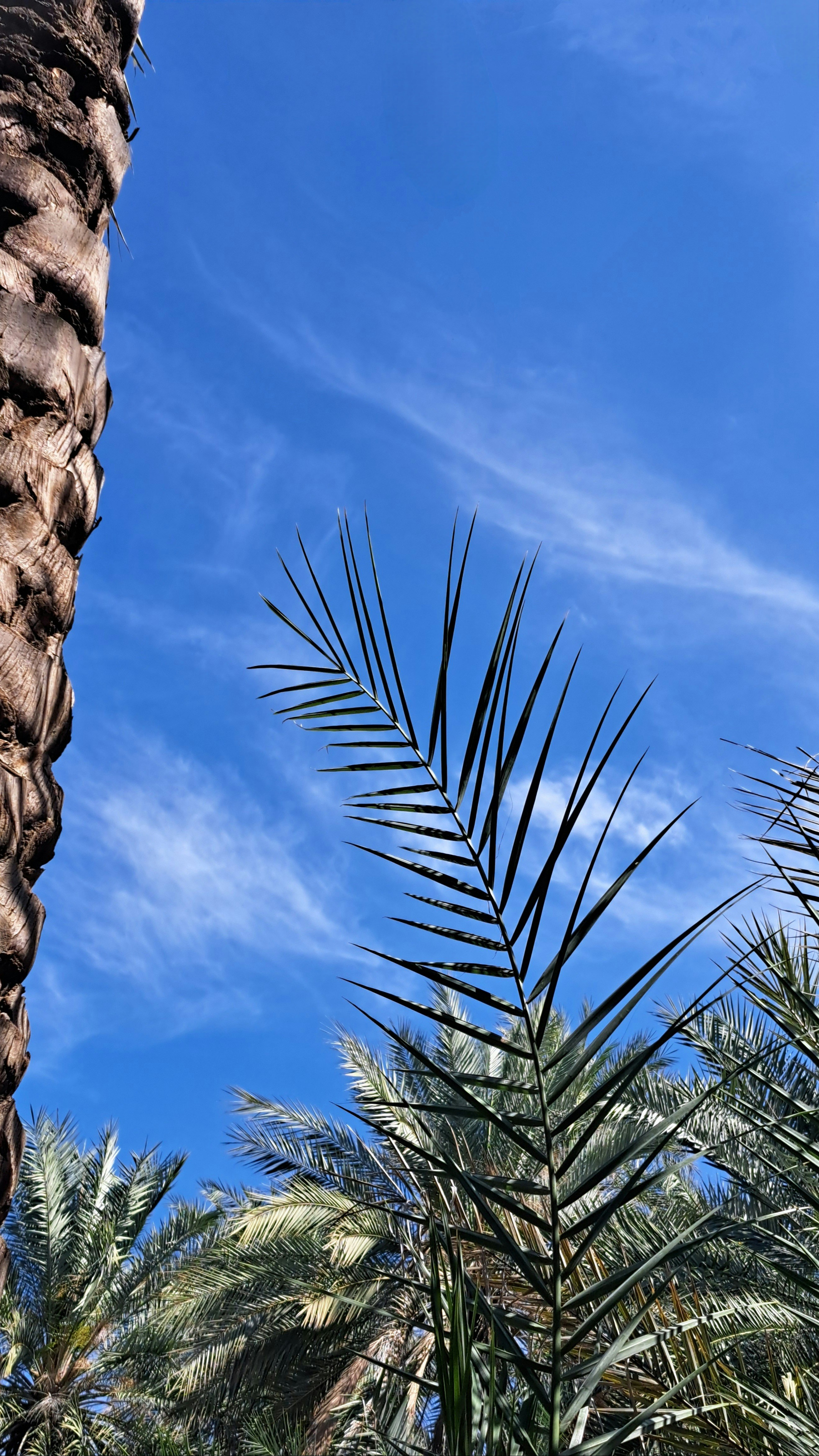 Photograph of a tall palm frond against a vivid blue sky, with a textured trunk on the left and lush tropical foliage at the bottom.