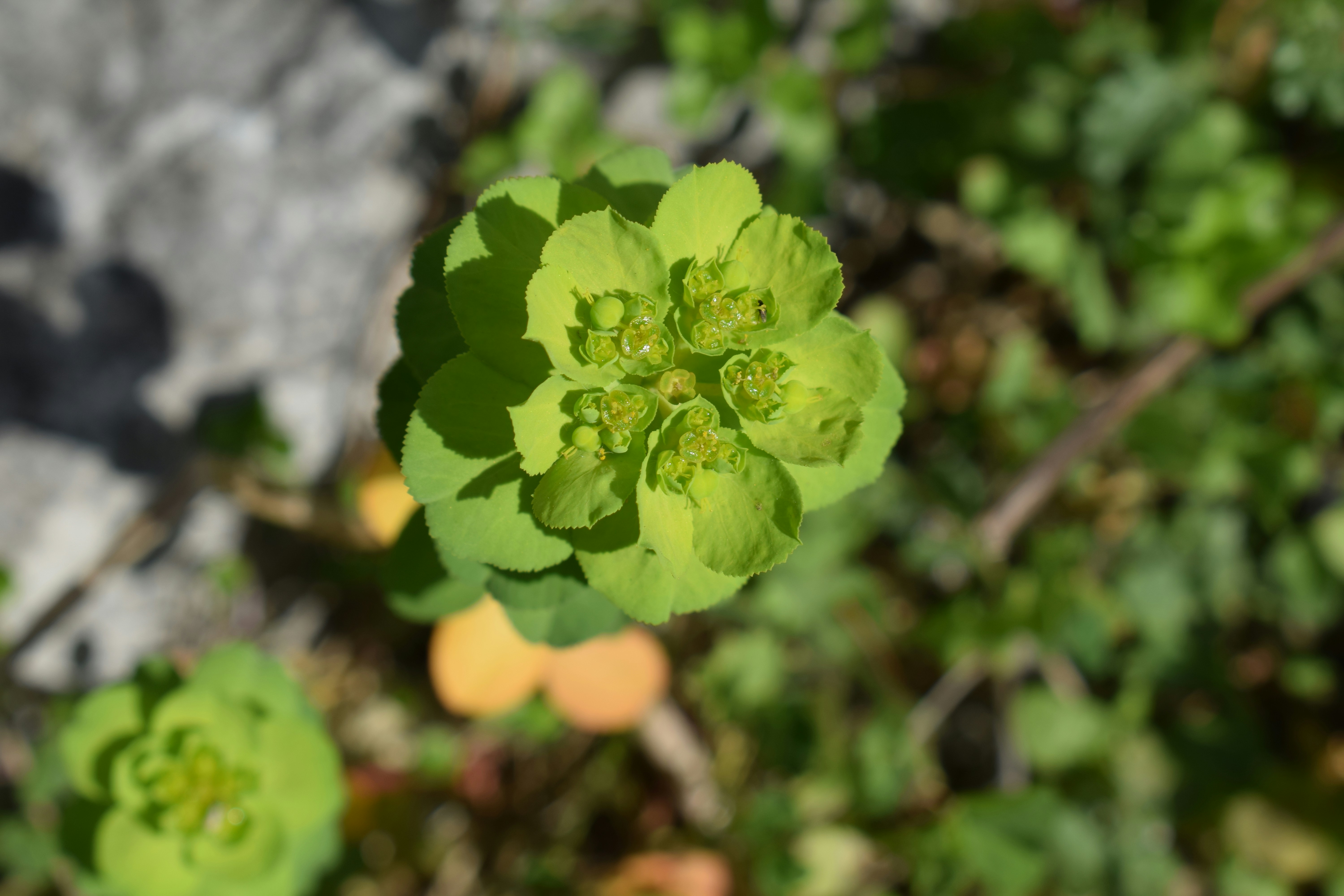 A close up of a small green flower photo – Free Green Image on Unsplash