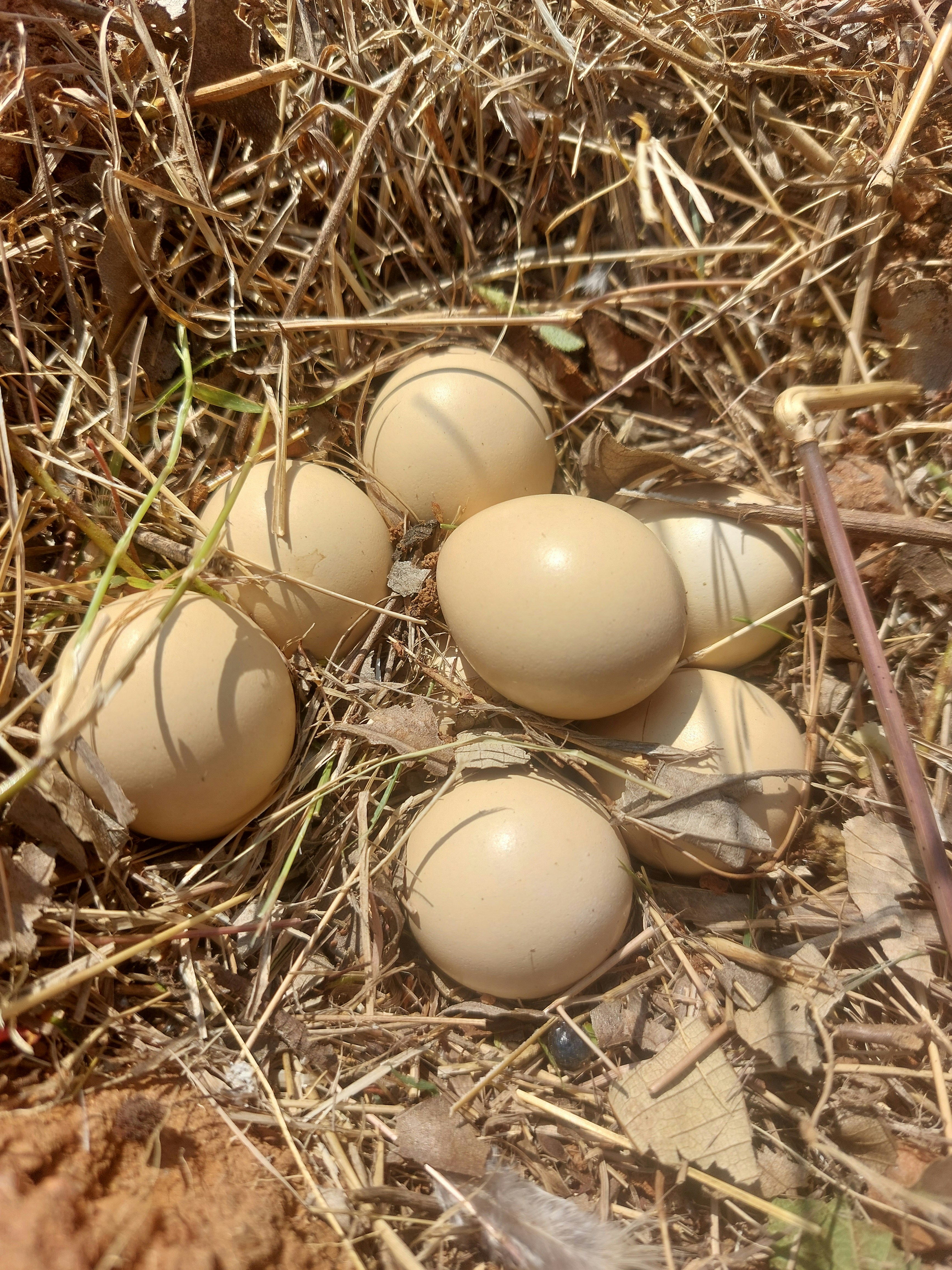 Sunlit Pale Eggs Nestled in a Tangle of Dry Grass