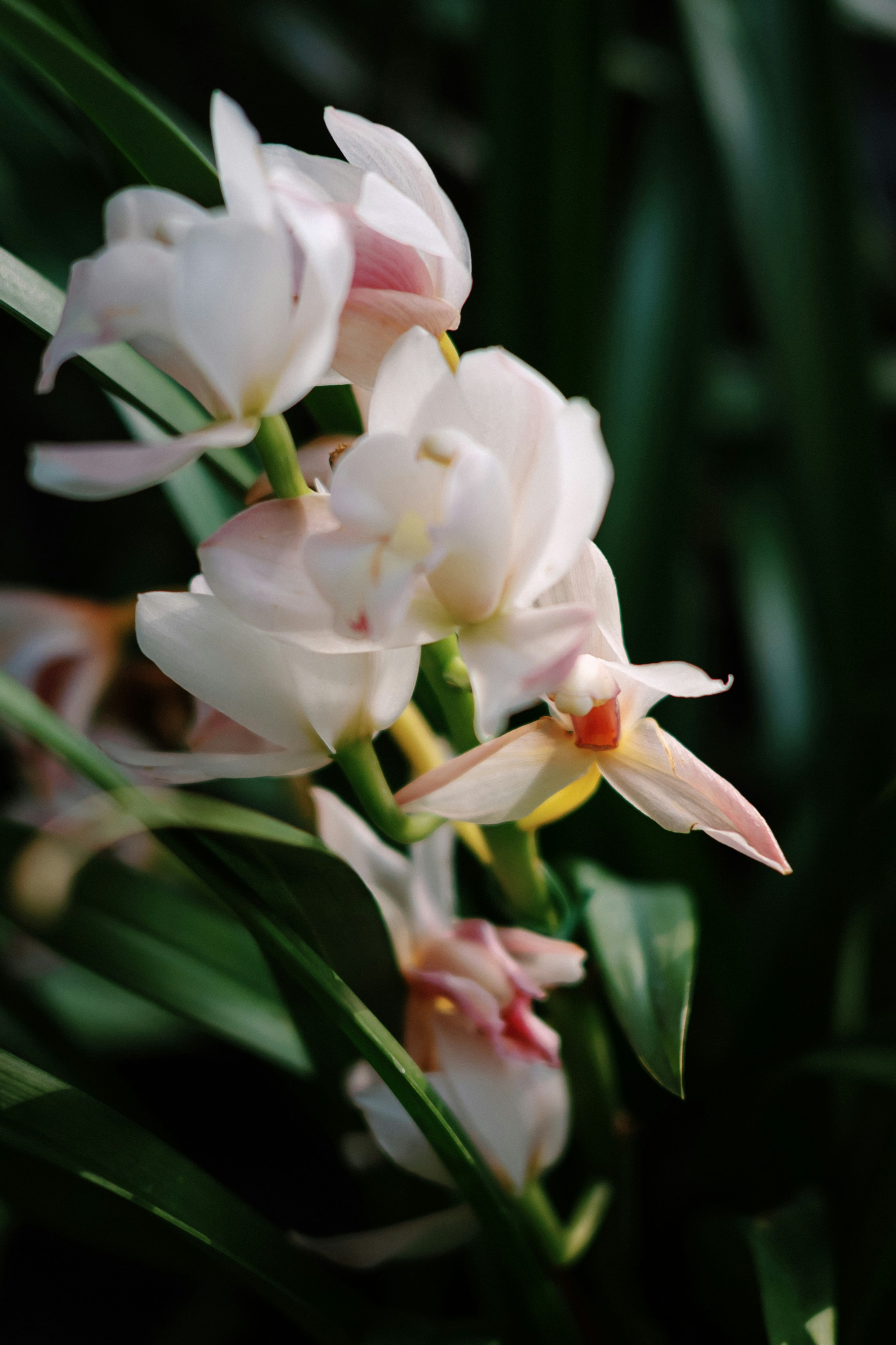 Petals in Focus: Soft Bloom Amid Dark Green Backdrop