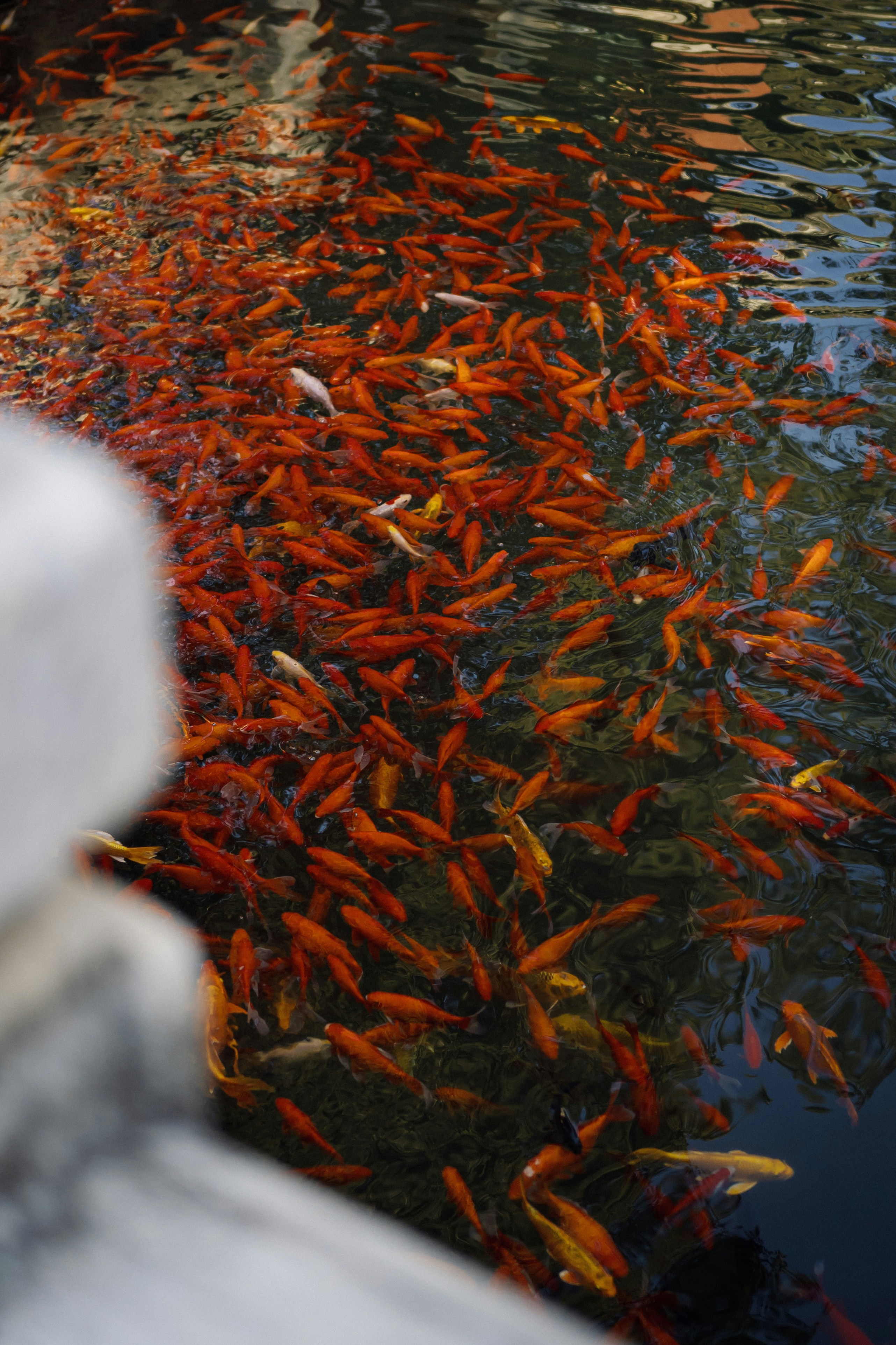 Photo by Kelsey He with Nikon Zf