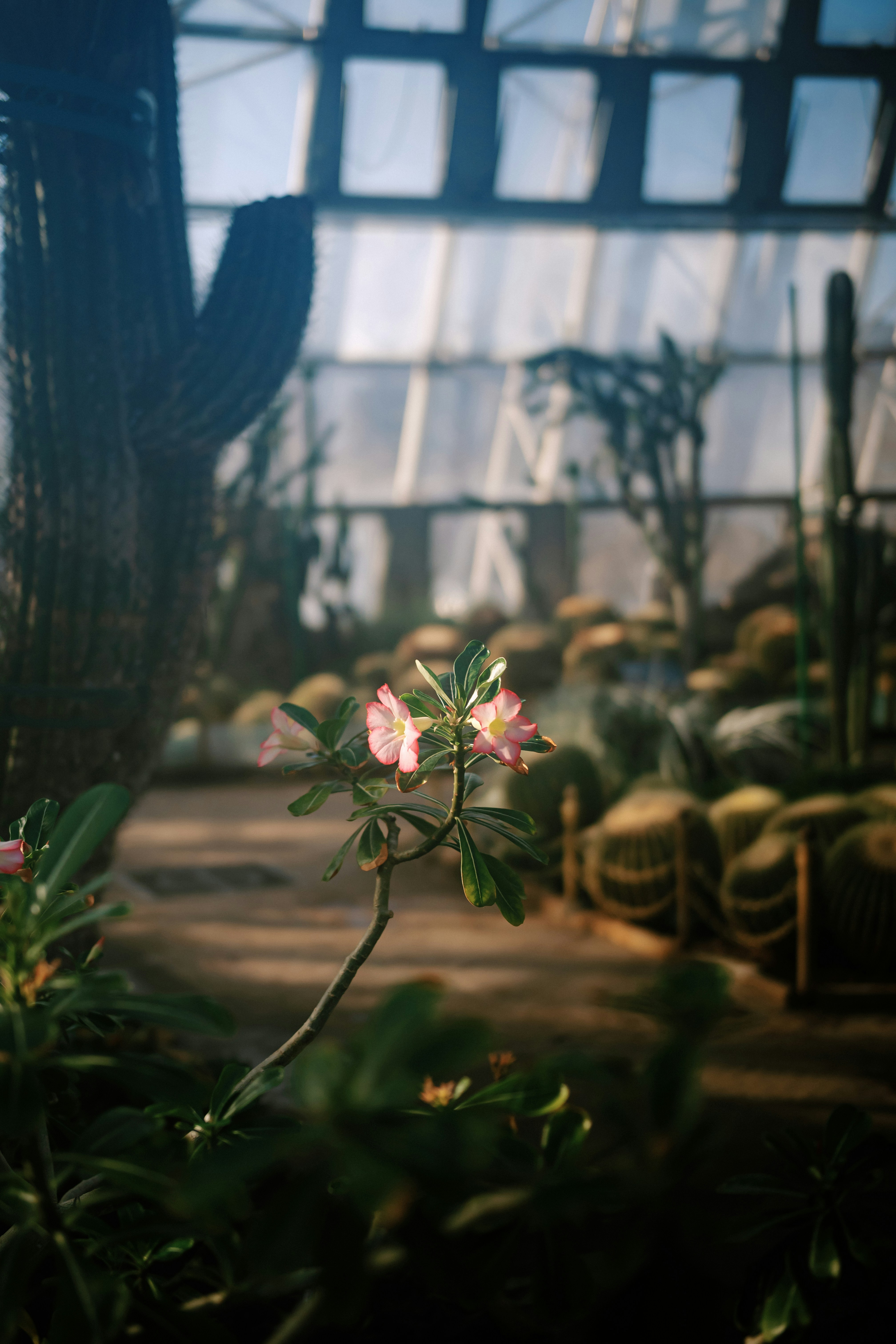 a plant with pink flowers in a greenhouse