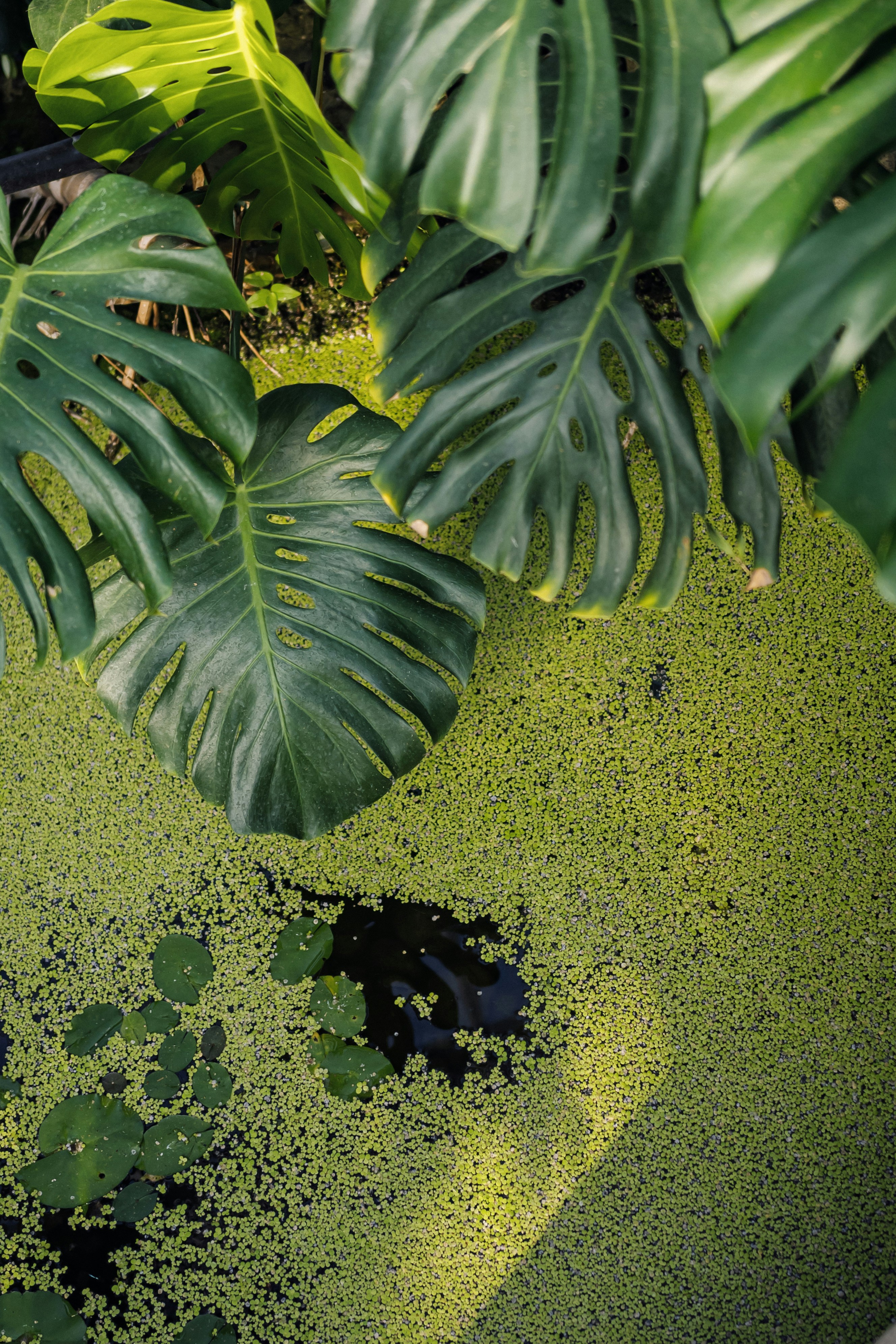 Monstera Canopy Over a Duckweed-Dotted Pond