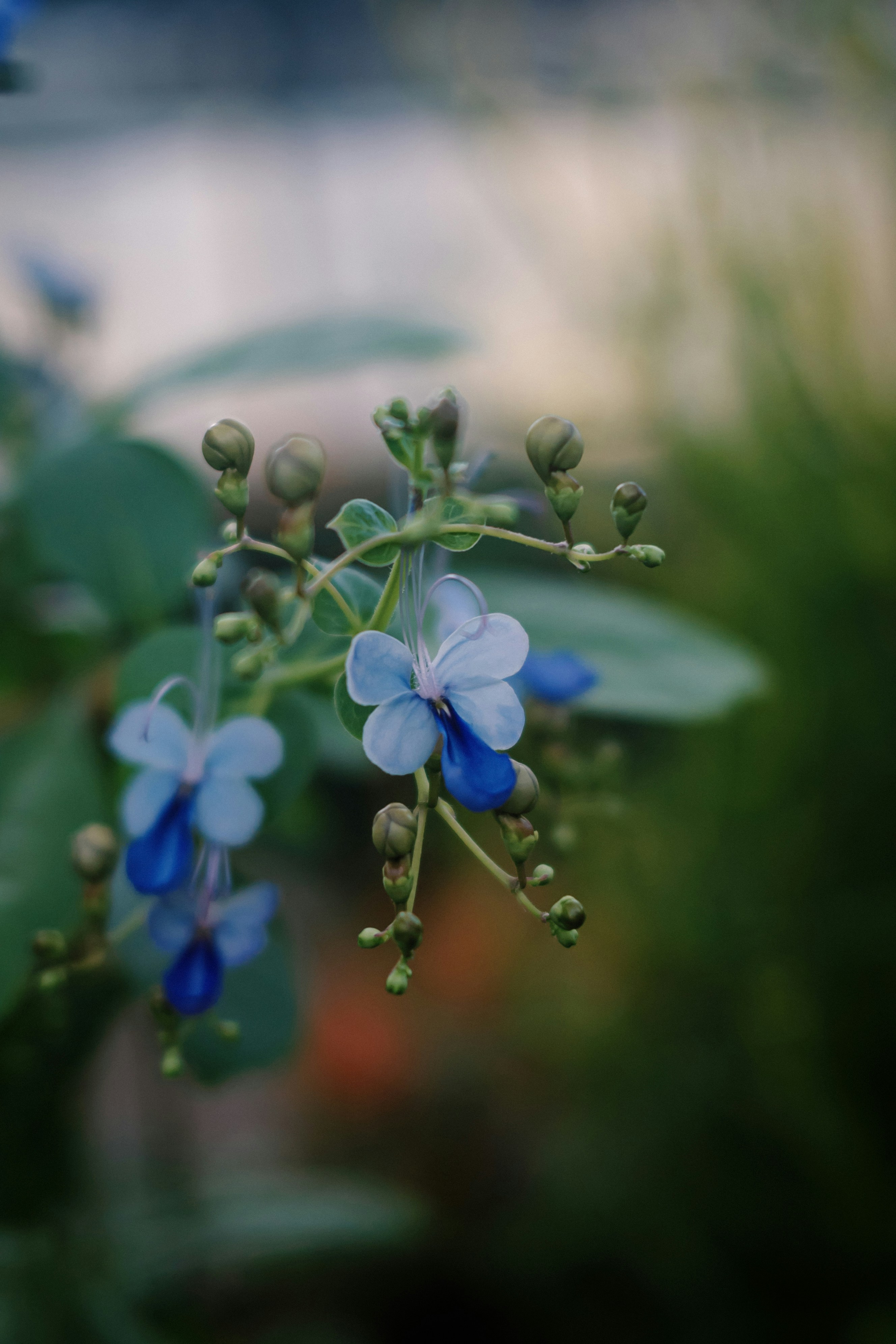 Azure pea blossoms in a velvet-soft macro moment