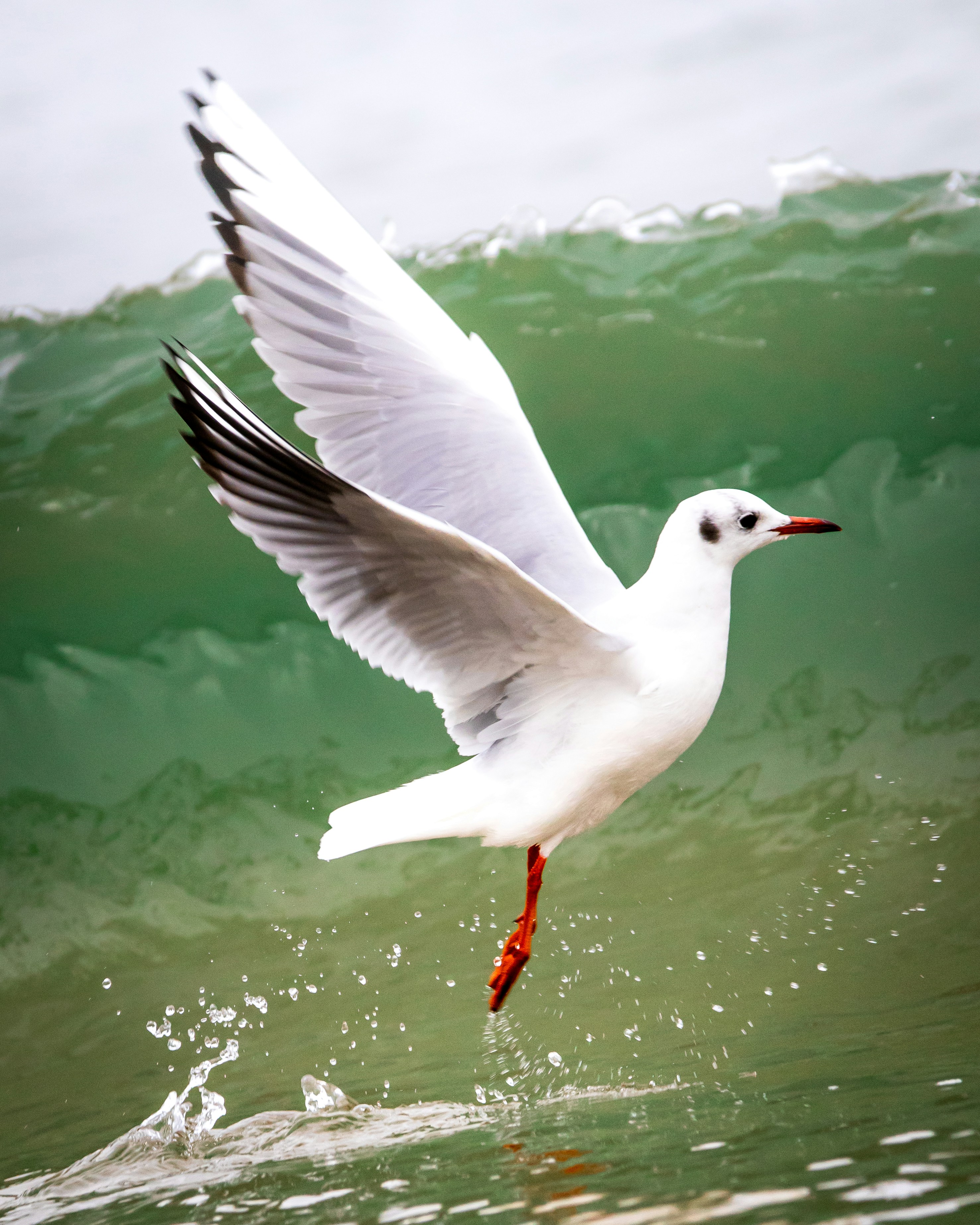 Emerald Breaker: White Gull Lifts Off Over a Green Swell