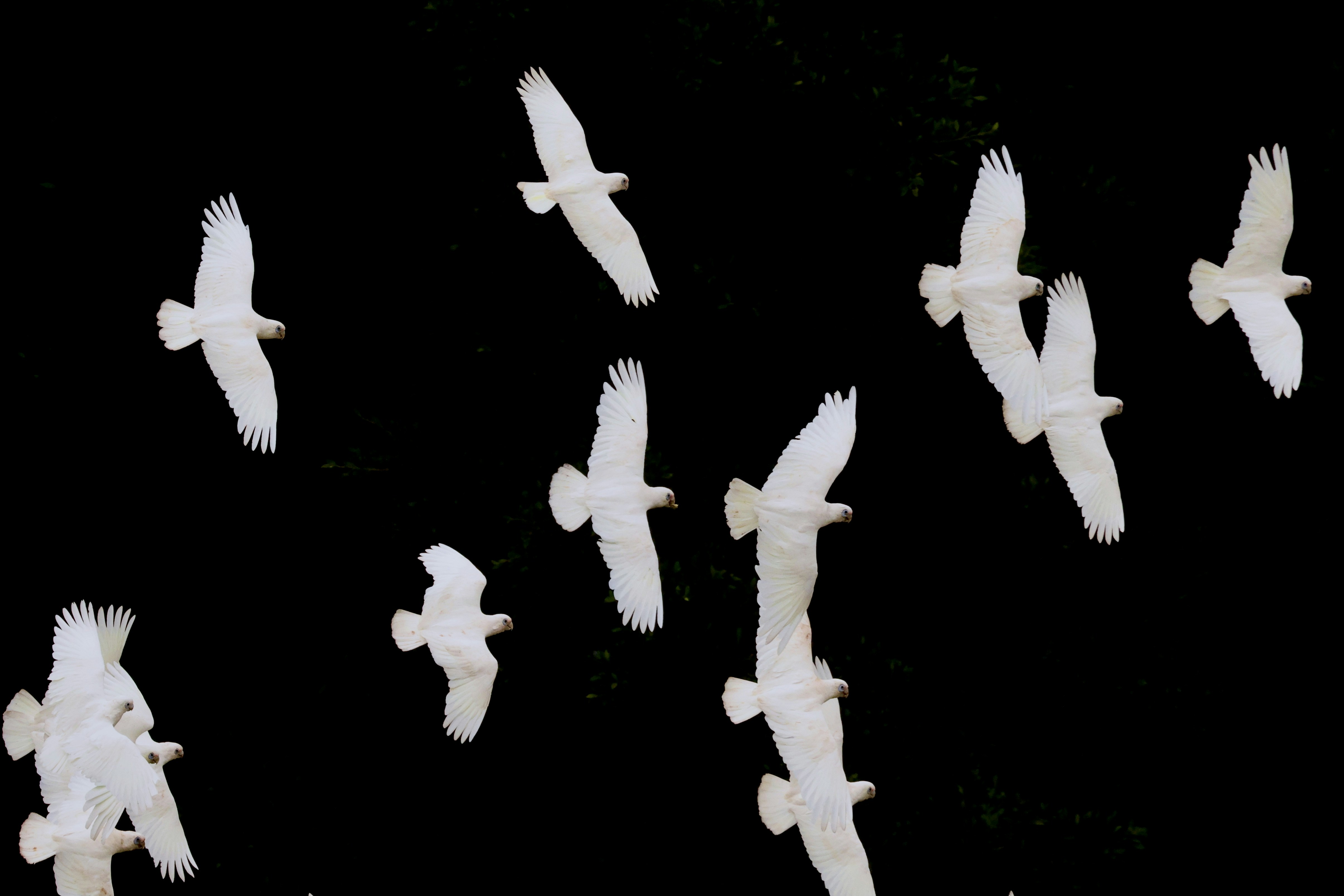 A flock of white birds flying across a black sky photo – Free Animal ...