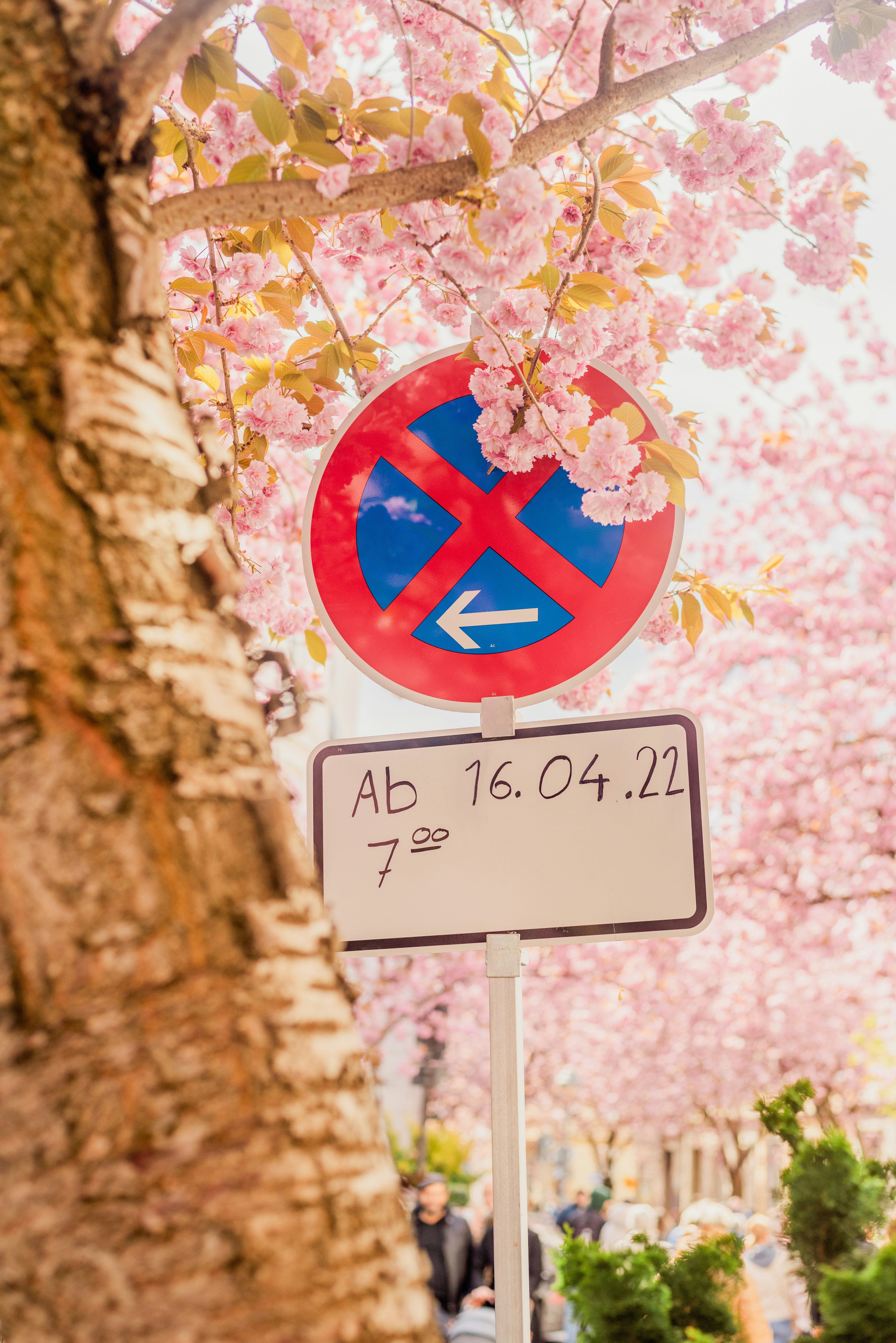 Sakura and the Stop Sign: A Spring Street Portrait