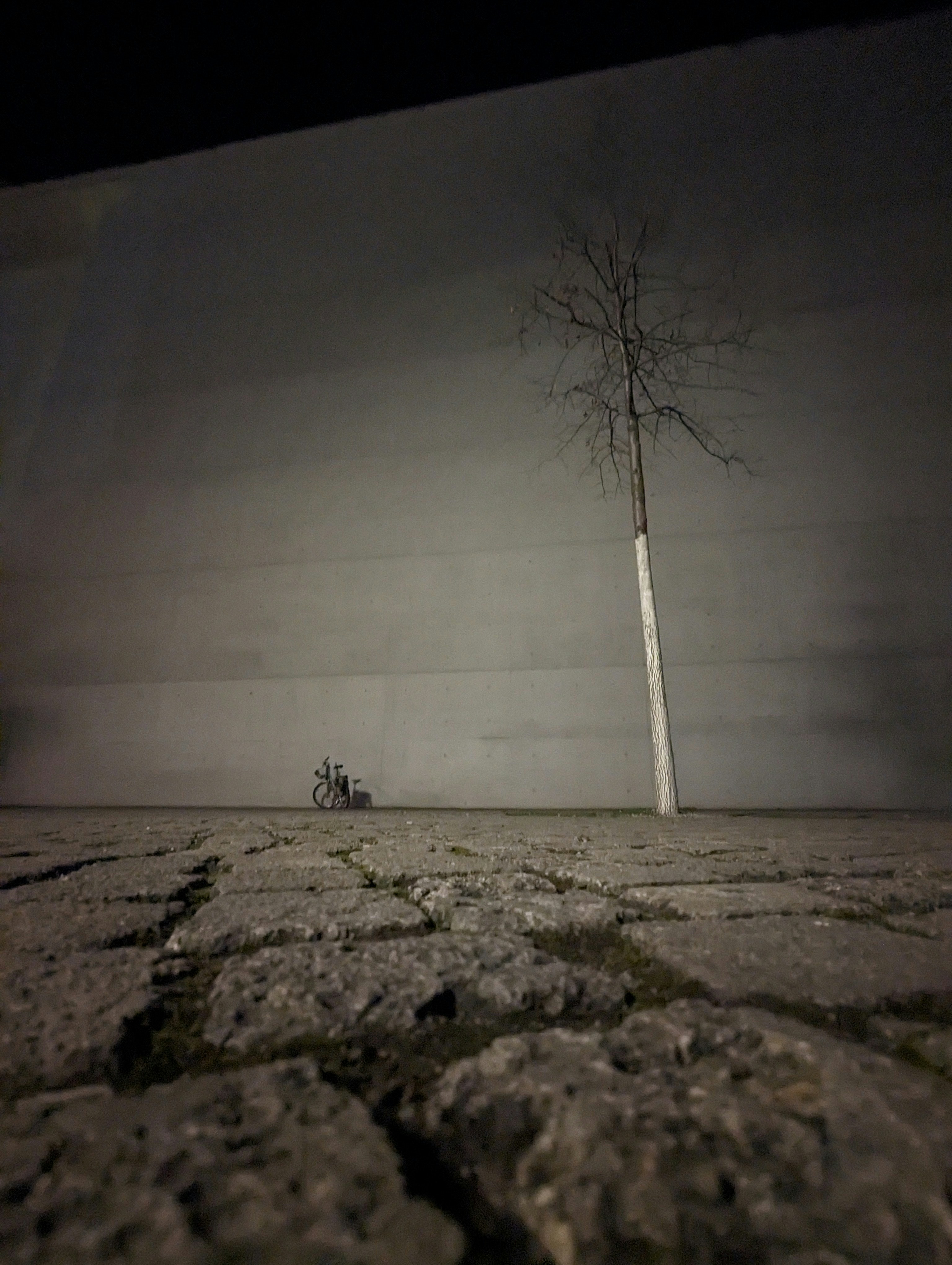 A lonely tree and a loney bike together alone