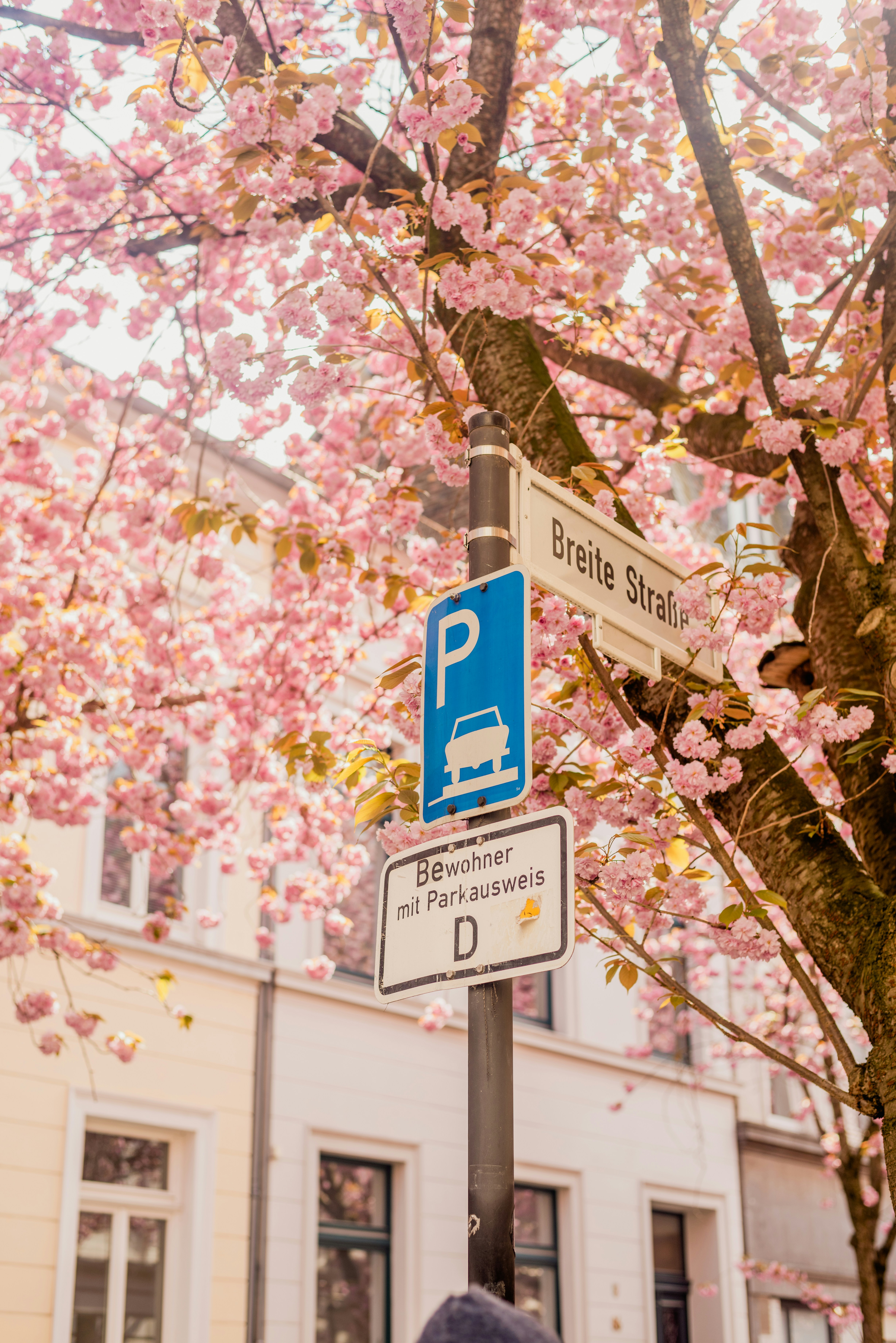 Breite Straße in Bloom: Blue Parking Sign Surrounded by Cherry Blossom Canopy