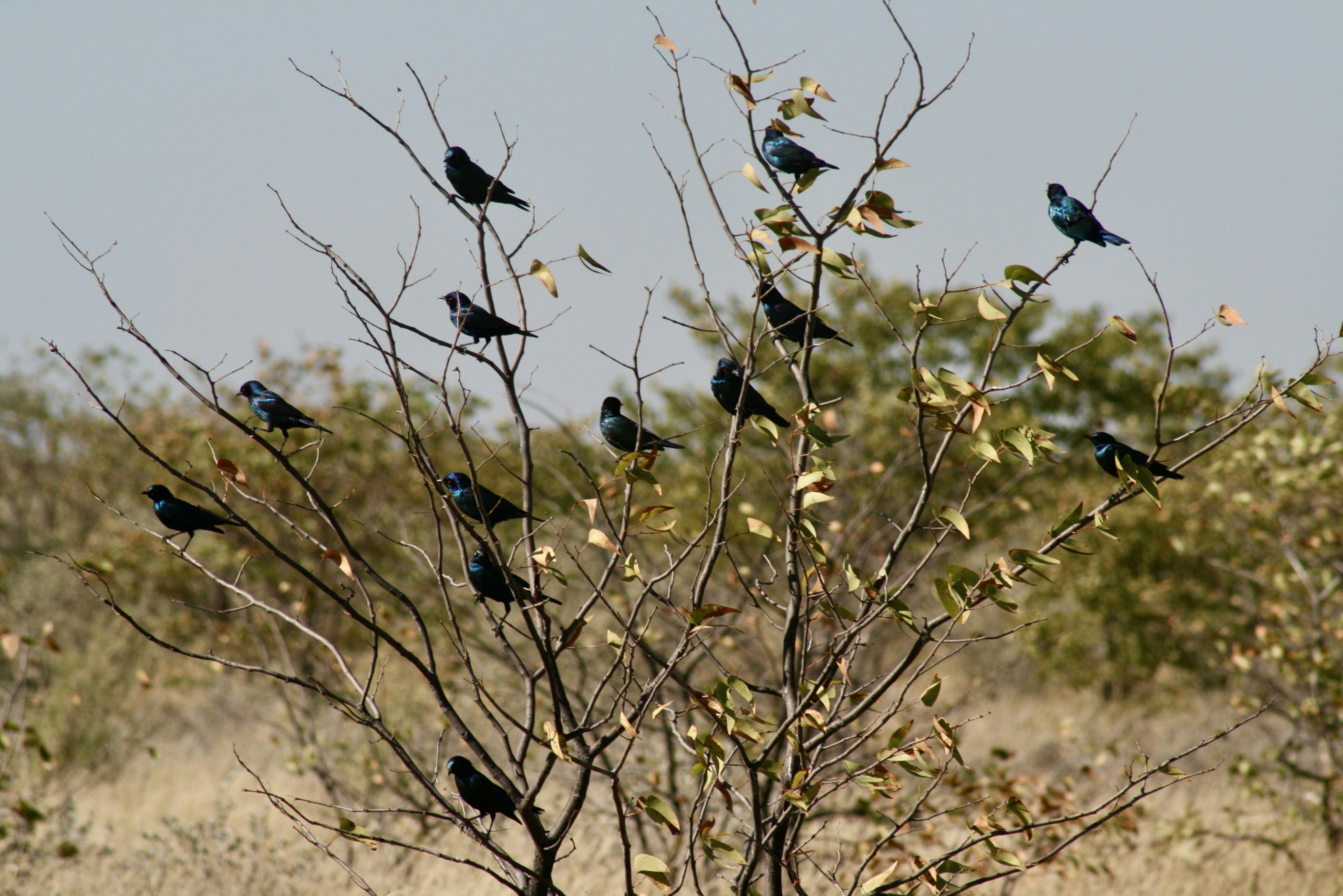 Iridescent Chorus on a Leaf-Sparse Tree