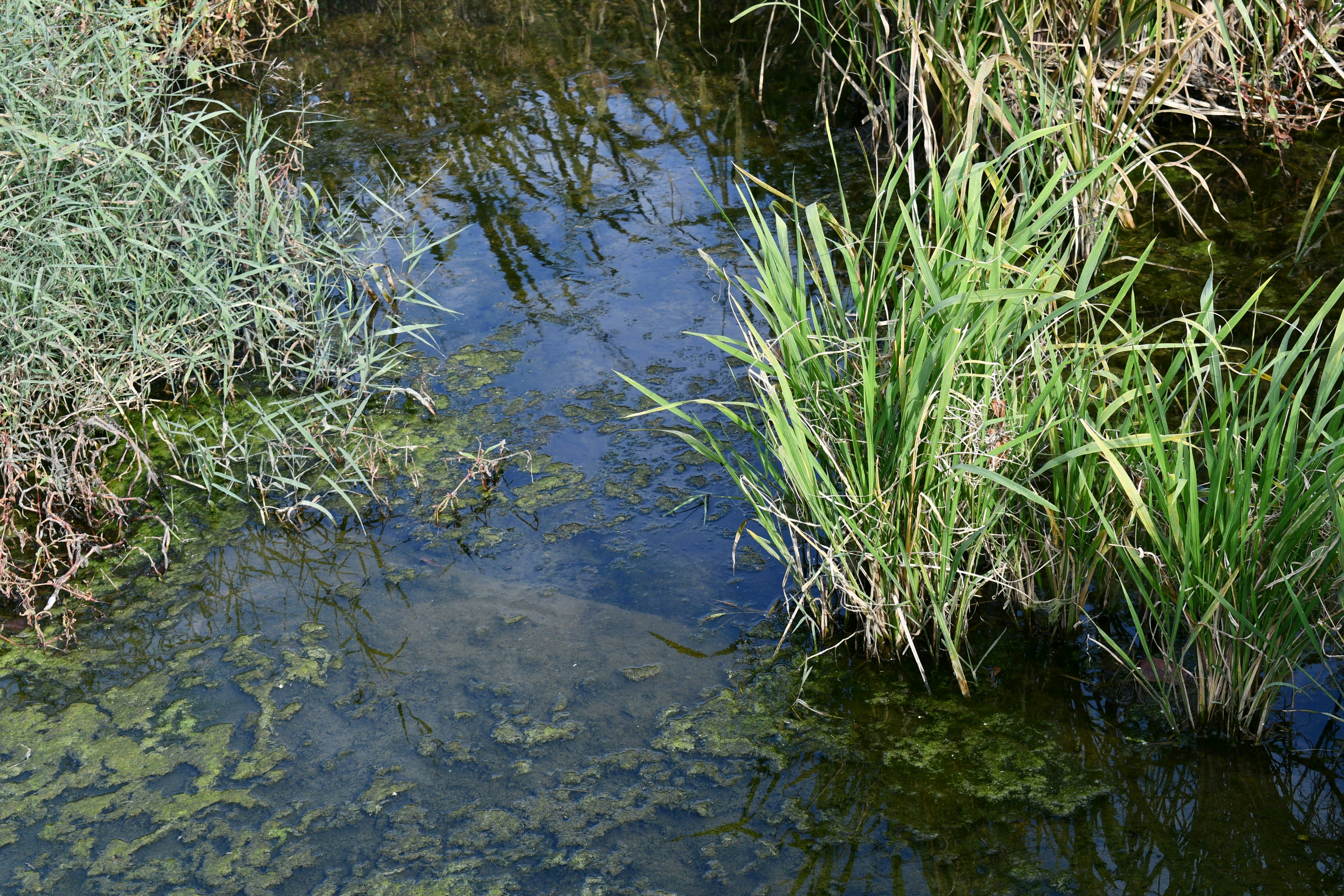 A small stream of water surrounded by grass photo – Free Korea seoul ...